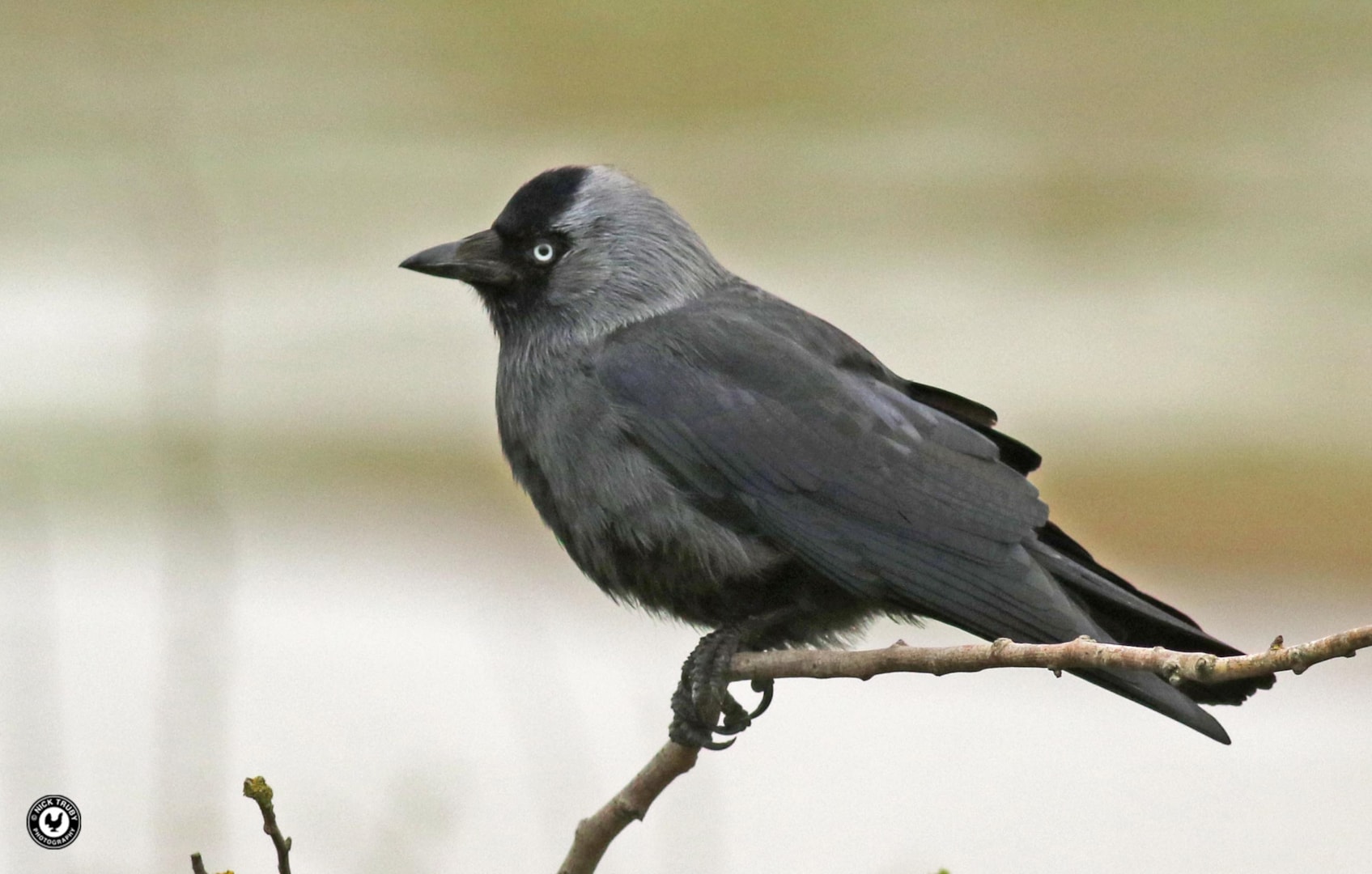 Jackdaw by Nick Truby - BirdGuides