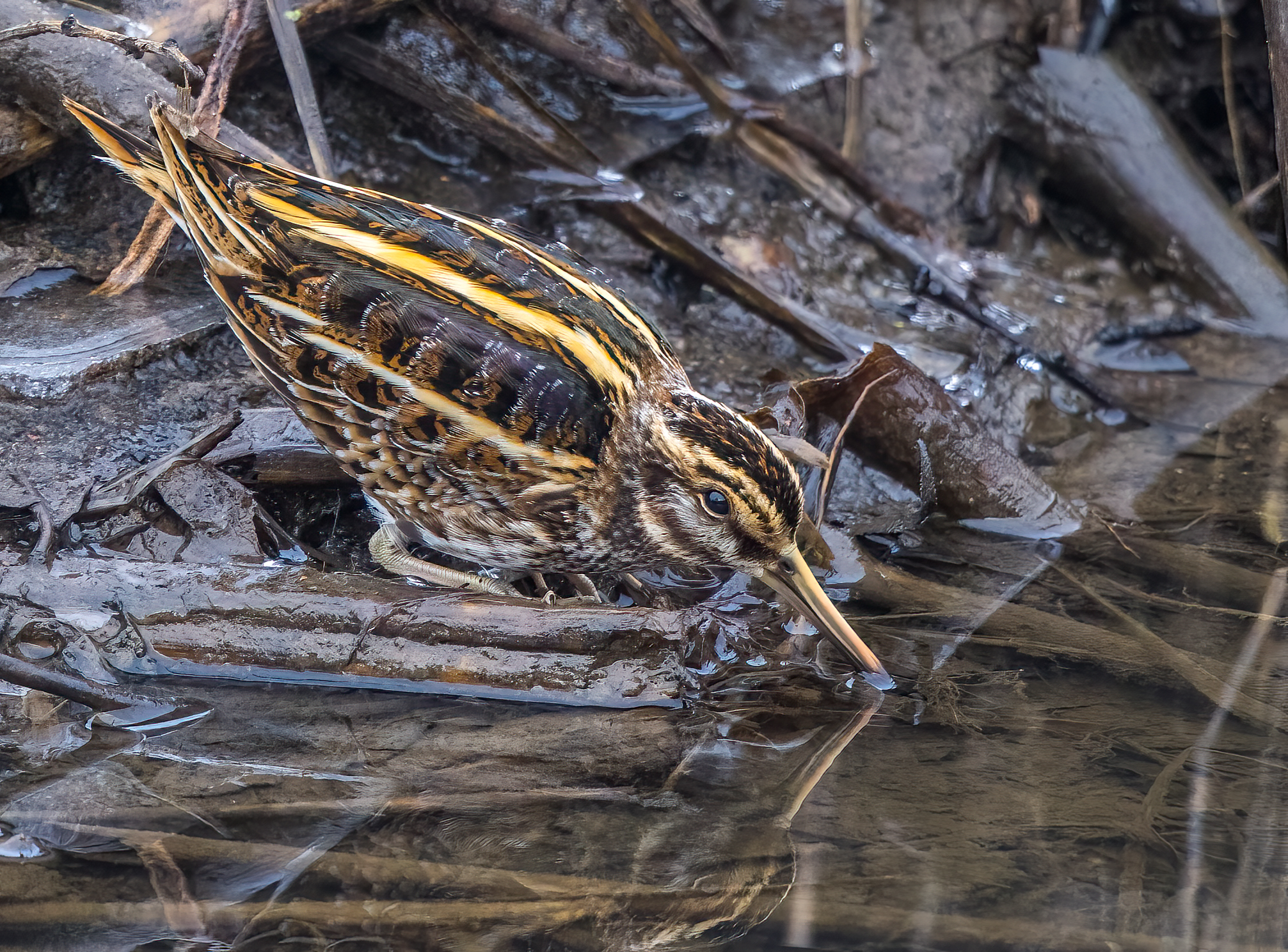 Jack Snipe by Peter Garrity - BirdGuides