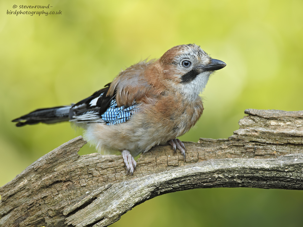 Jay by Steve Round - BirdGuides