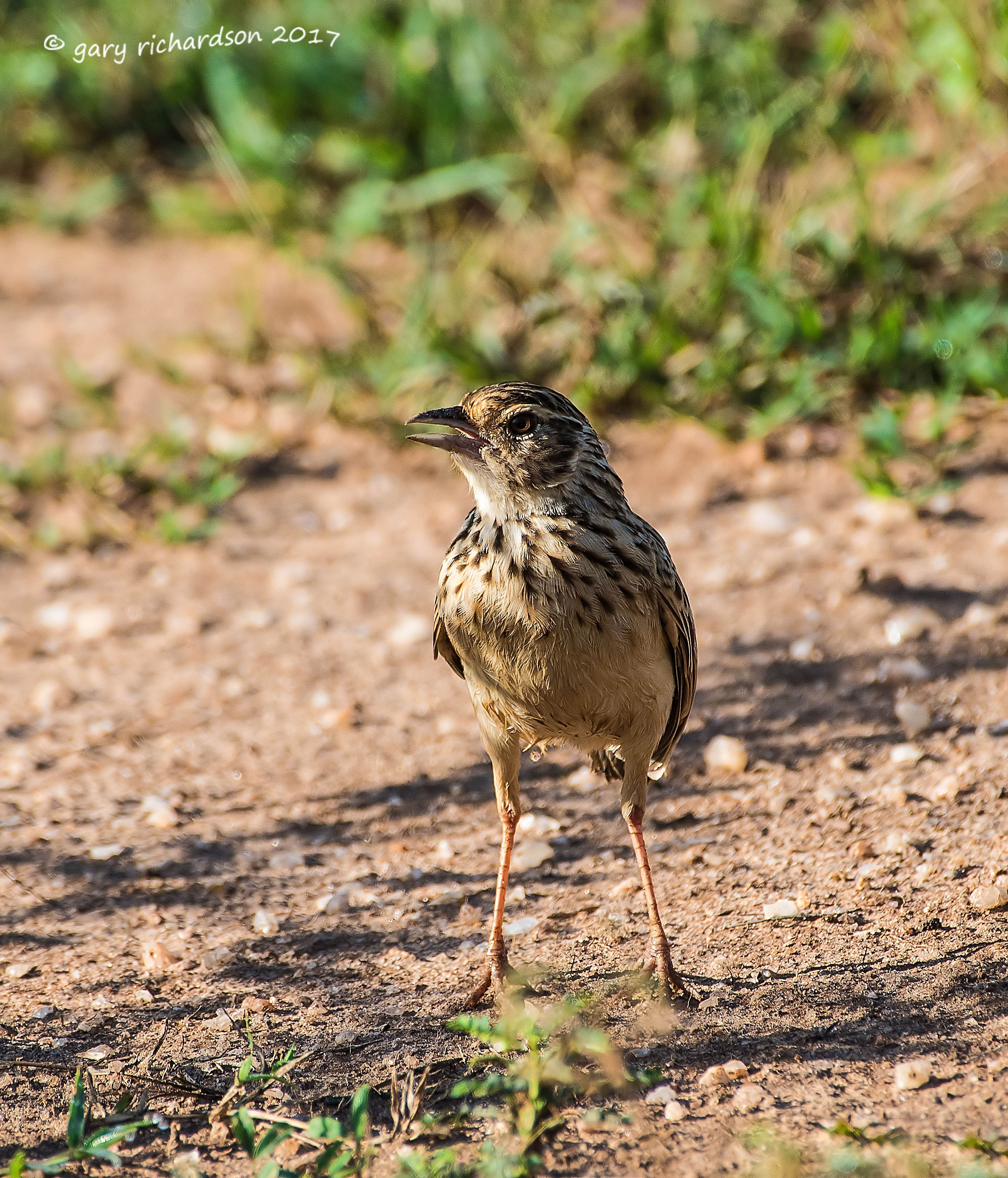 Details : Jerdon's Bush Lark - BirdGuides