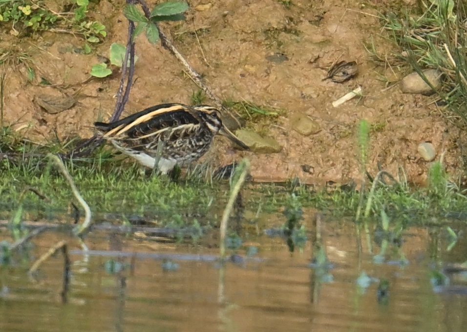 Jack Snipe by Roger Hackney - BirdGuides