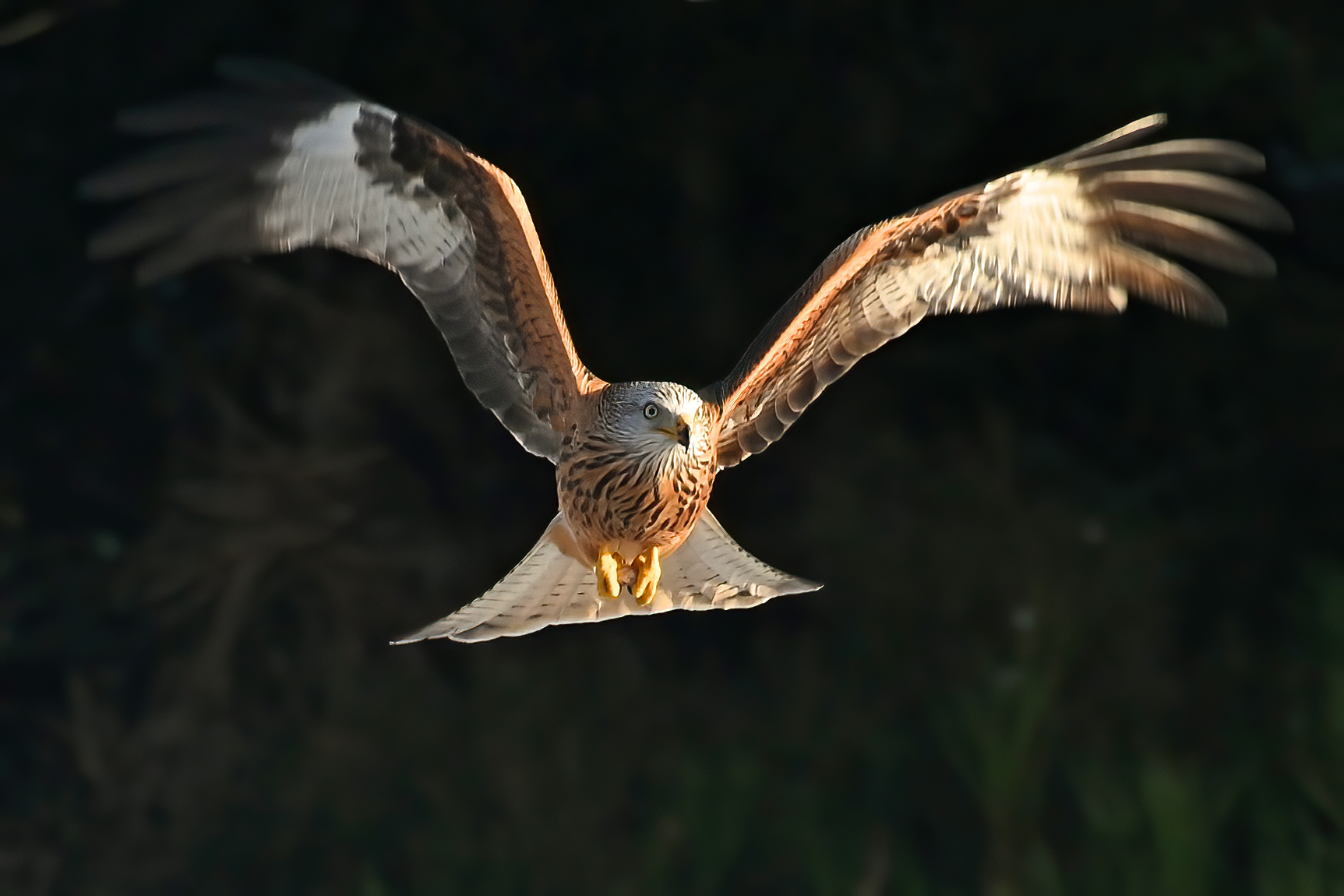 Red Kite by Karen Burns - BirdGuides