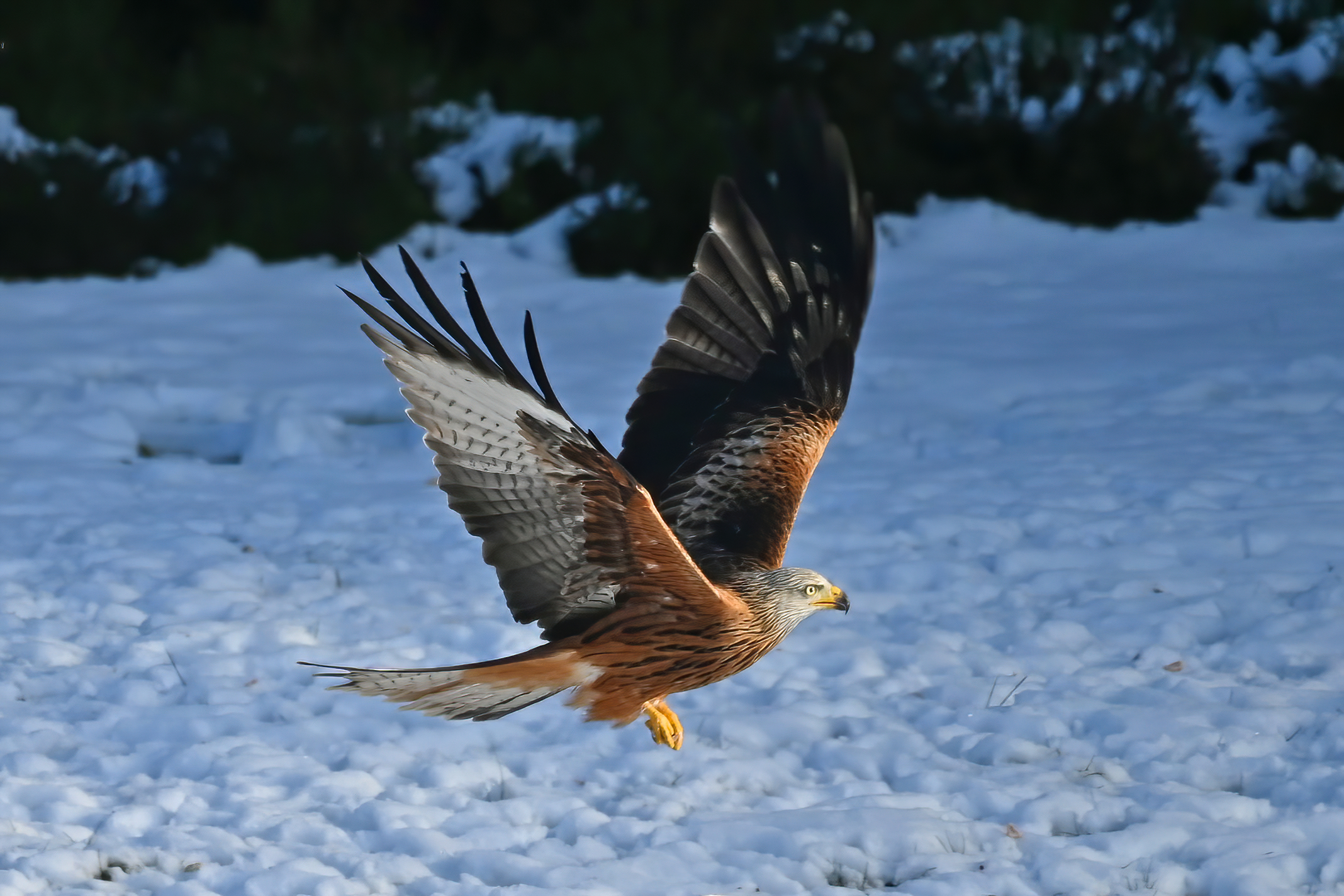 Red Kite by Karen Burns - BirdGuides