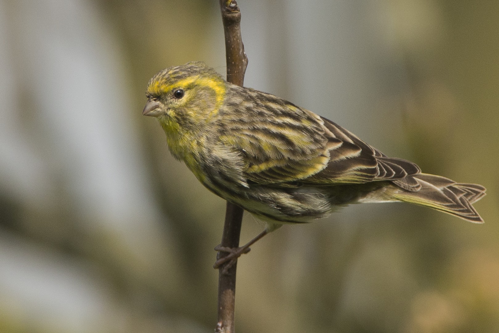 European Serin by Christian Vandeputte - BirdGuides