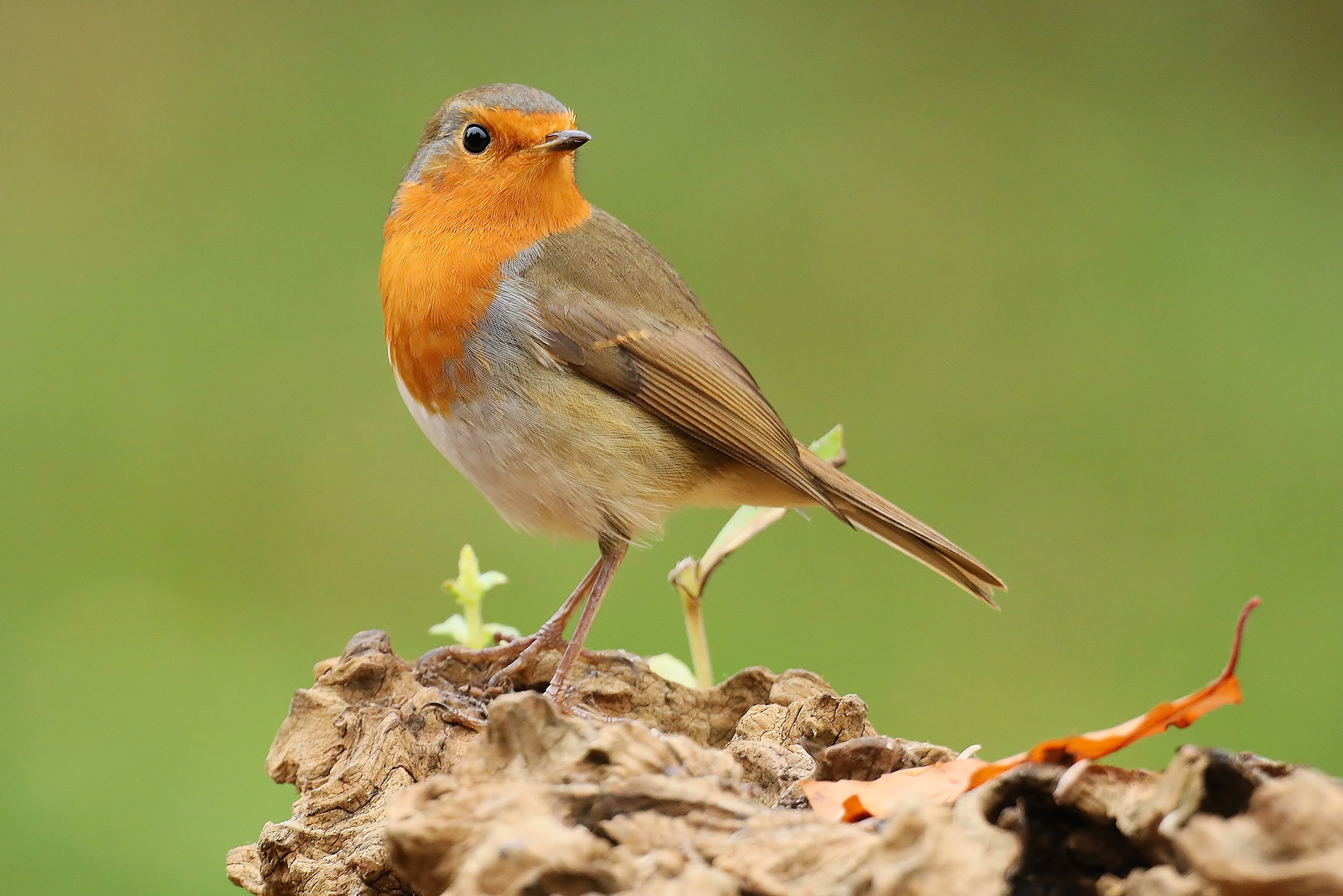 European Robin by Clive Daelman - BirdGuides