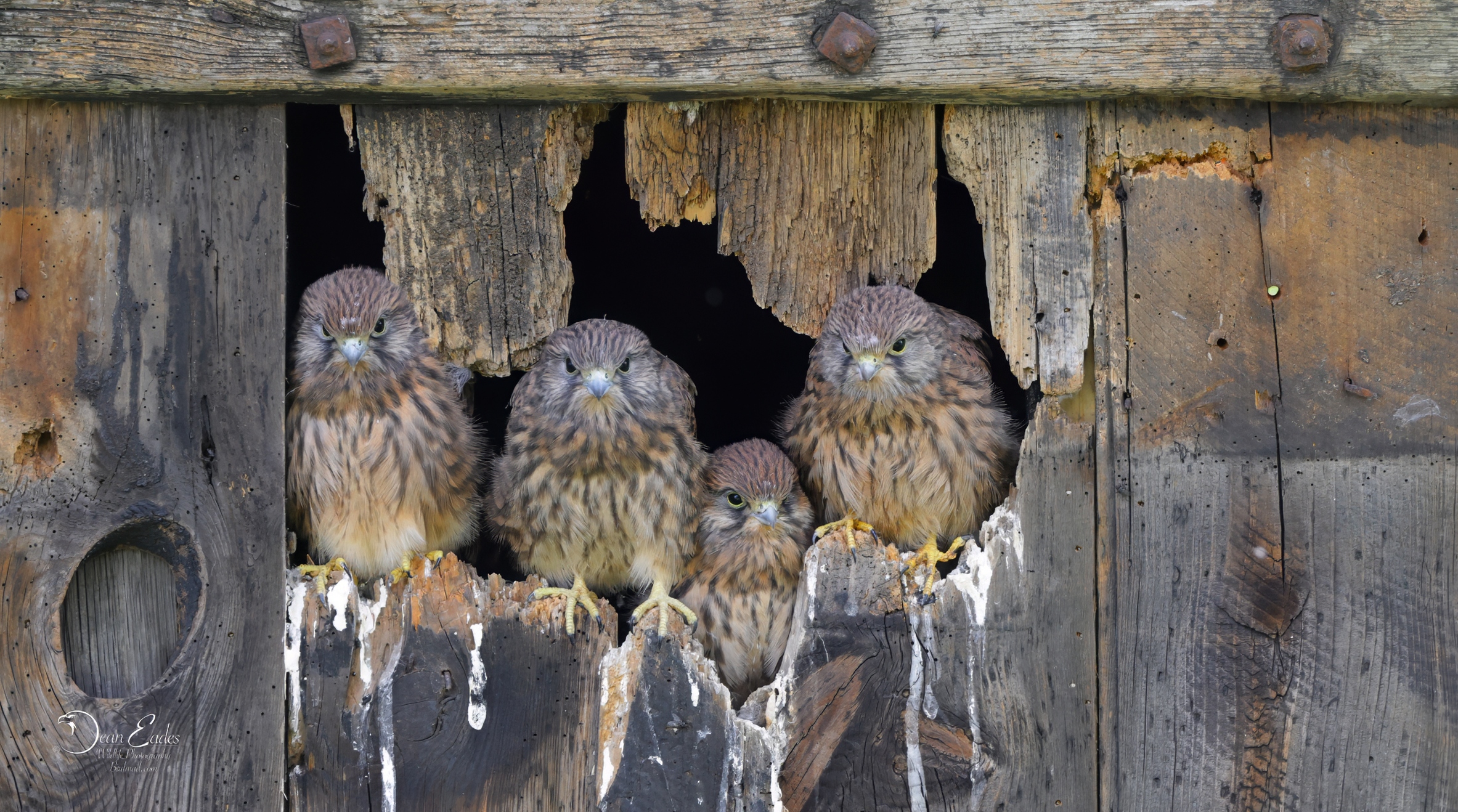 Common Kestrel by Dean Eades - BirdGuides