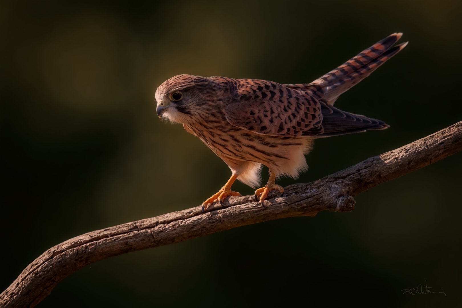 Common Kestrel by Simon Wantling - BirdGuides