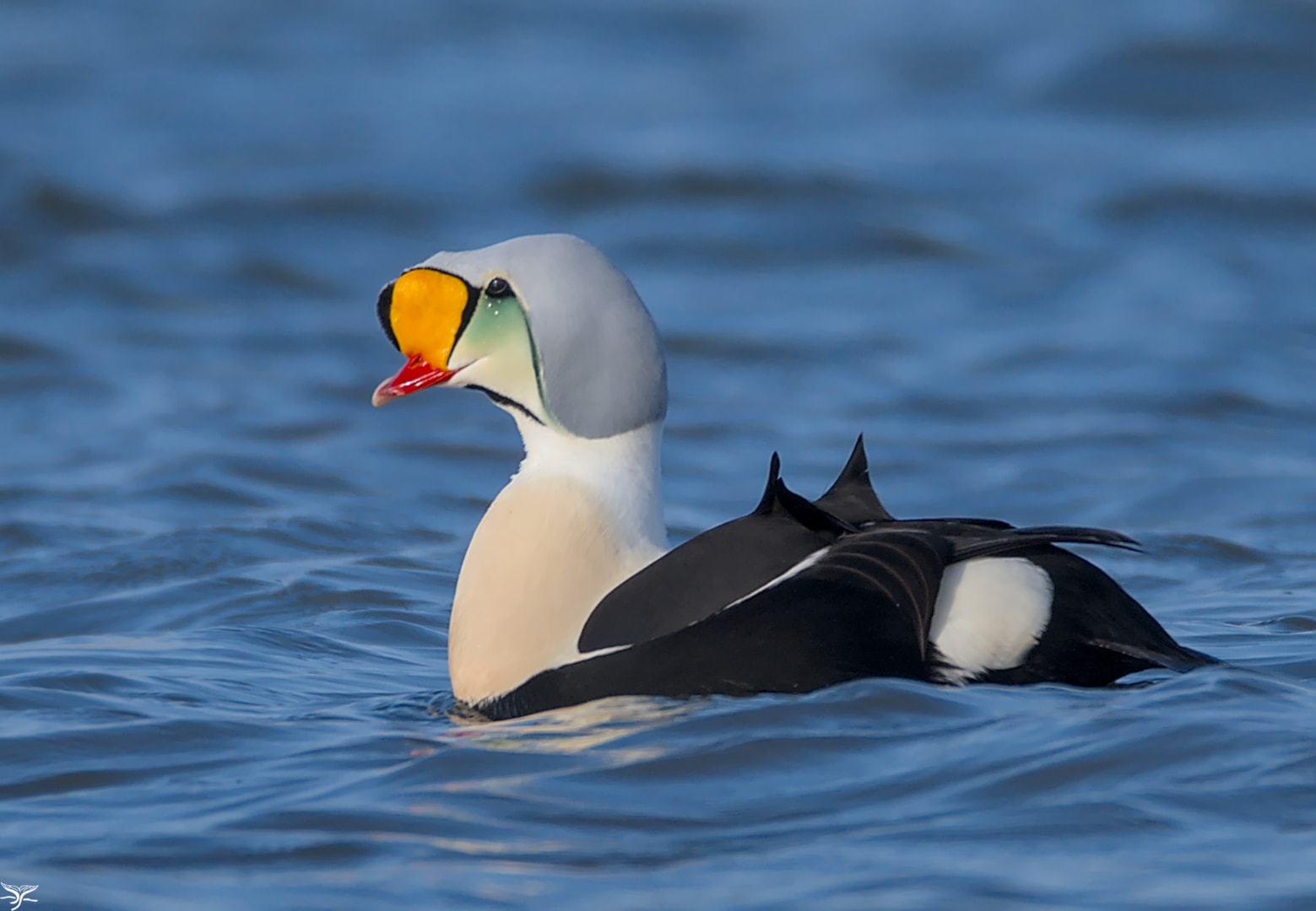 King Eider by Ron Macdonald - BirdGuides