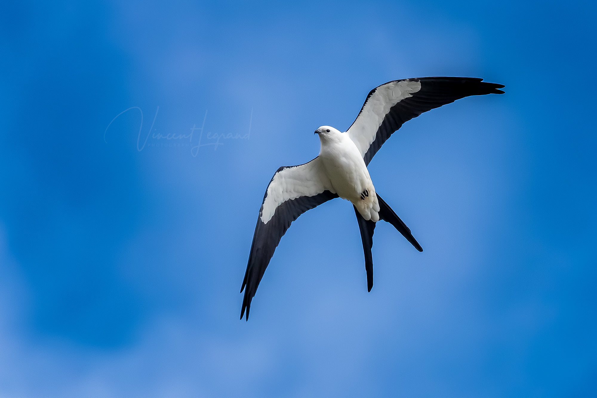 Details : Swallow-tailed Kite - BirdGuides