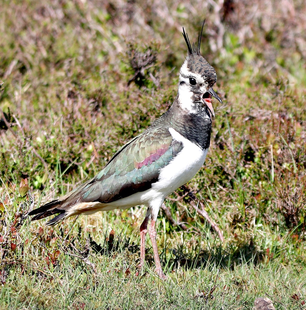 Northern Lapwing by John Derick Elvidge - BirdGuides