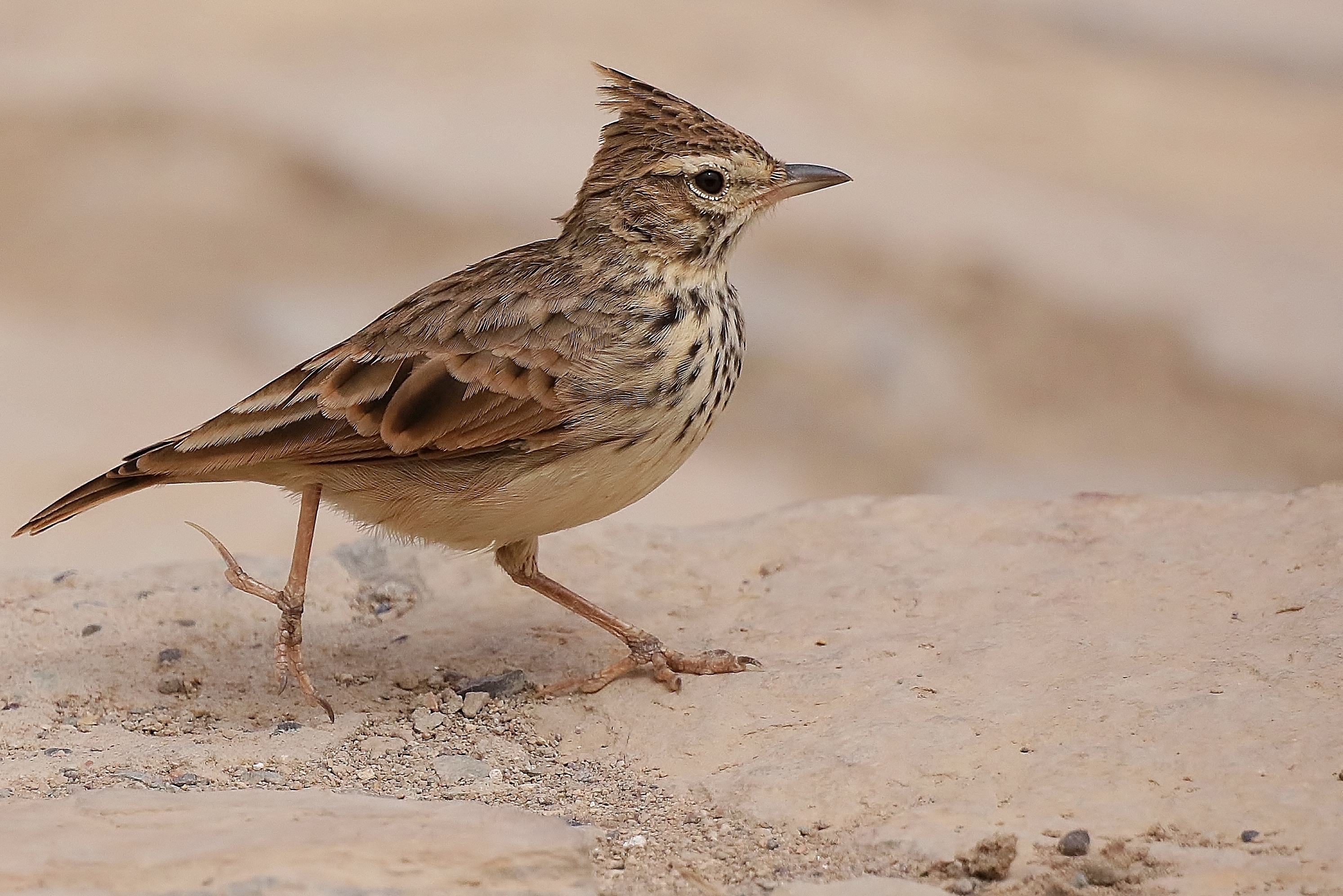 Thekla's Lark by Clive Daelman - BirdGuides