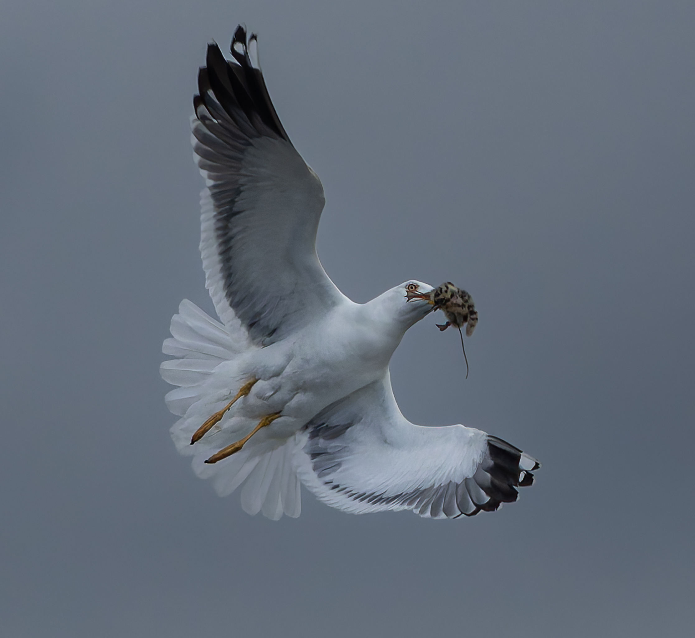 Lesser Black-backed Gull by Darryl GORMAN - BirdGuides