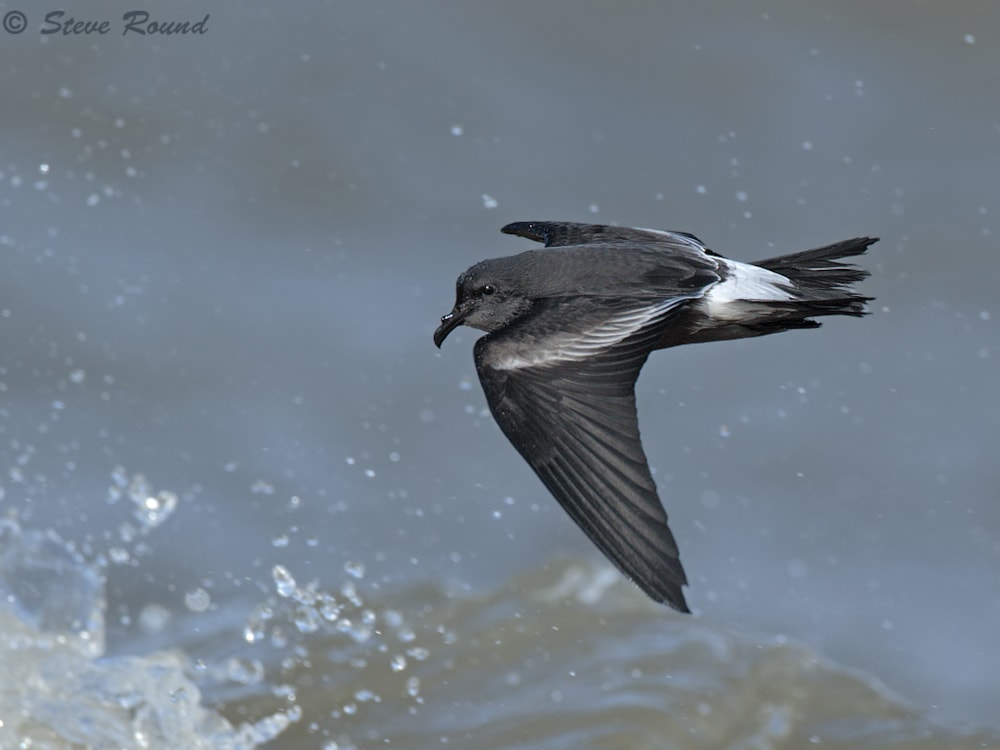 Leach's Storm Petrel by Steve Round - BirdGuides