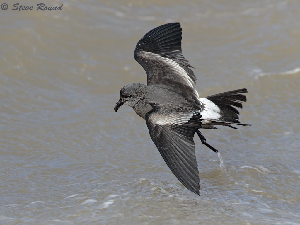 Leach's Storm Petrel by Steve Round - BirdGuides