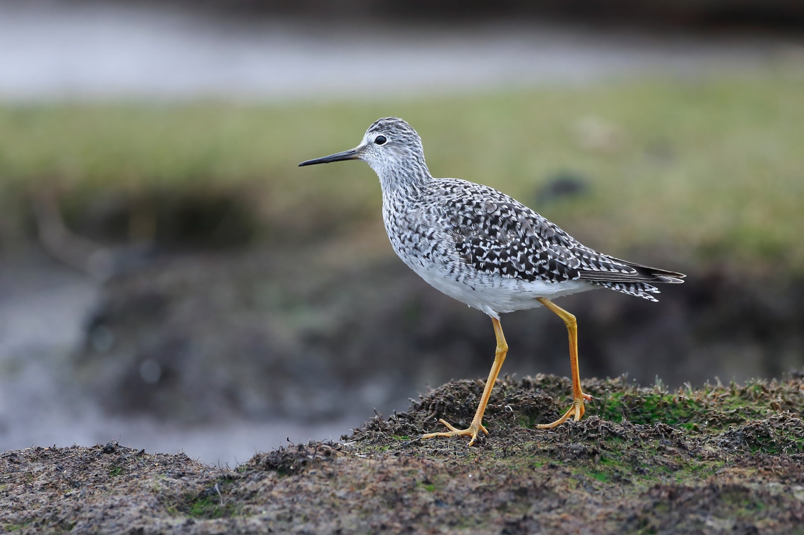 Lesser Yellowlegs by Mark Rayment - BirdGuides