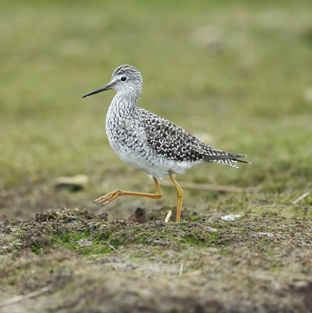 Lesser Yellowlegs by Mark Rayment - BirdGuides