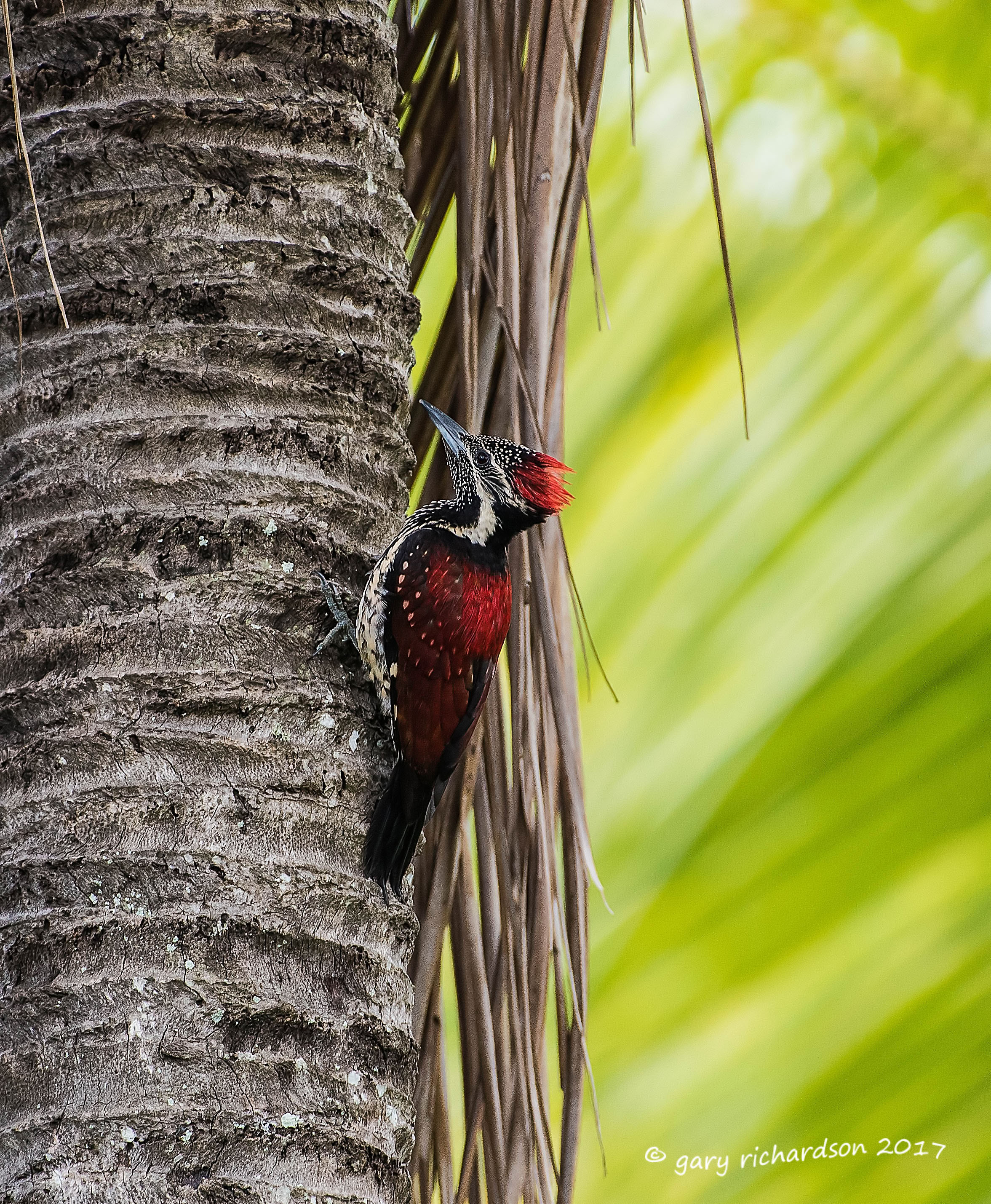 Details : Black-rumped Flameback - BirdGuides