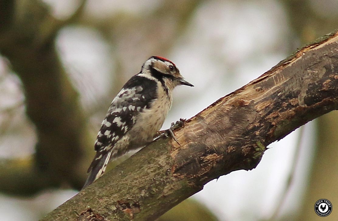 Lesser Spotted Woodpecker by Nick Truby - BirdGuides