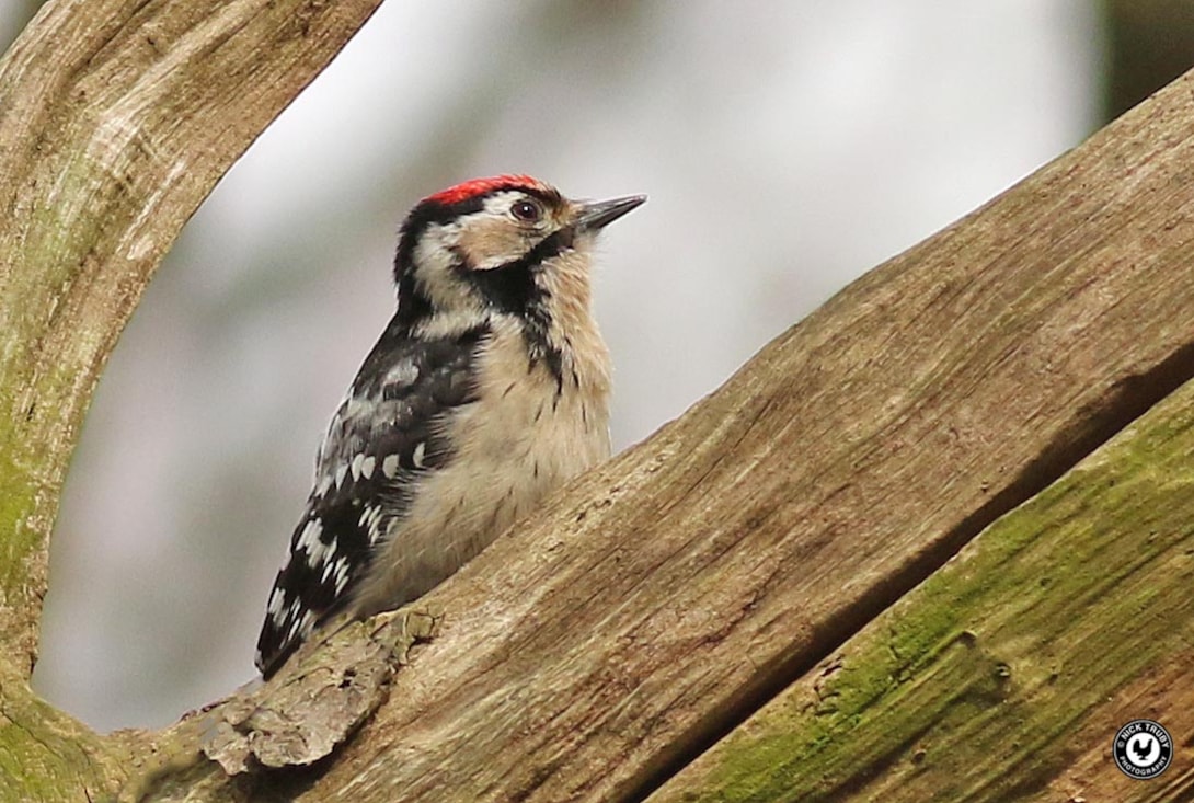 Lesser Spotted Woodpecker by Nick Truby - BirdGuides