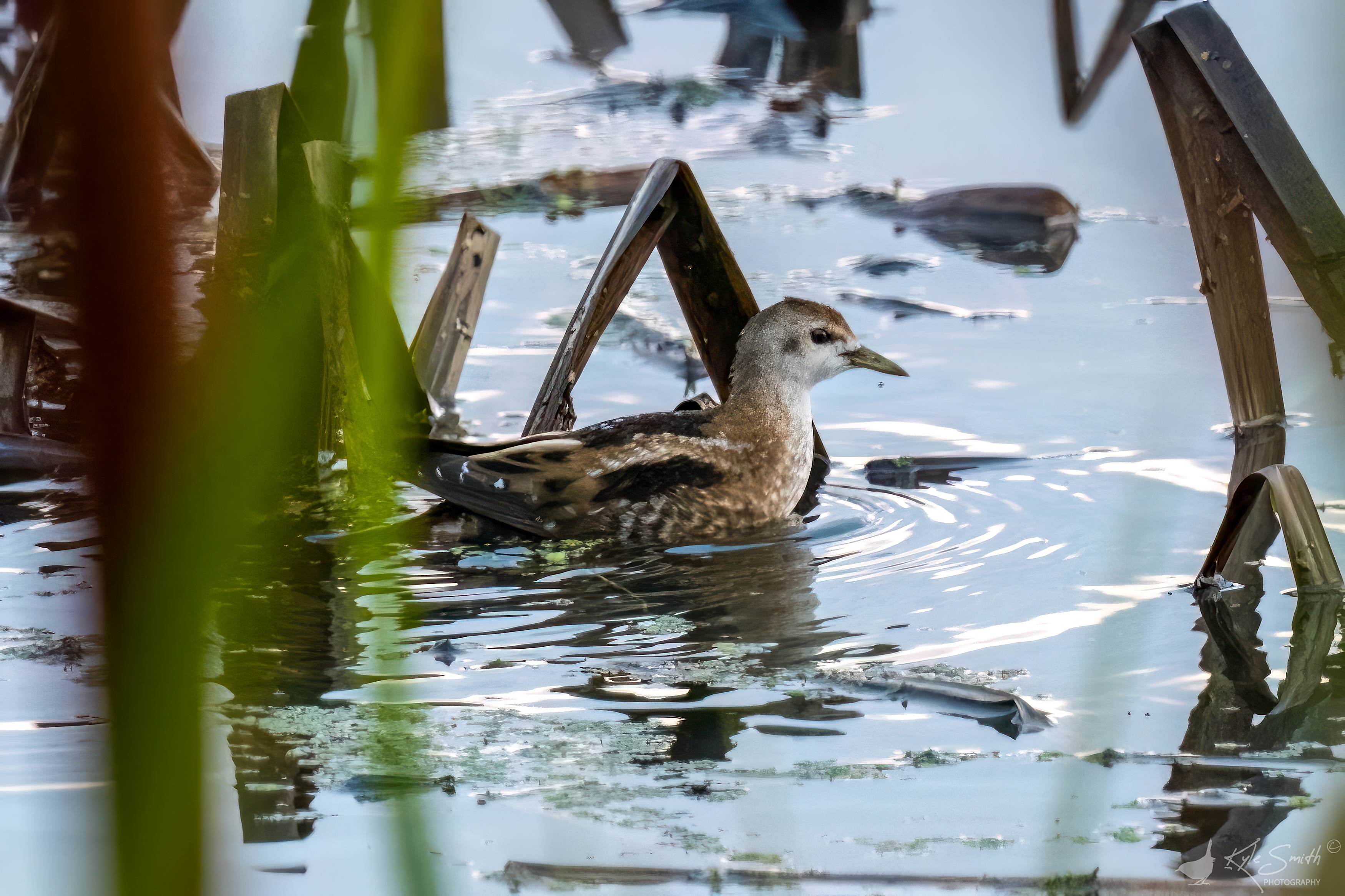 Little Crake by Kyle Smith - BirdGuides