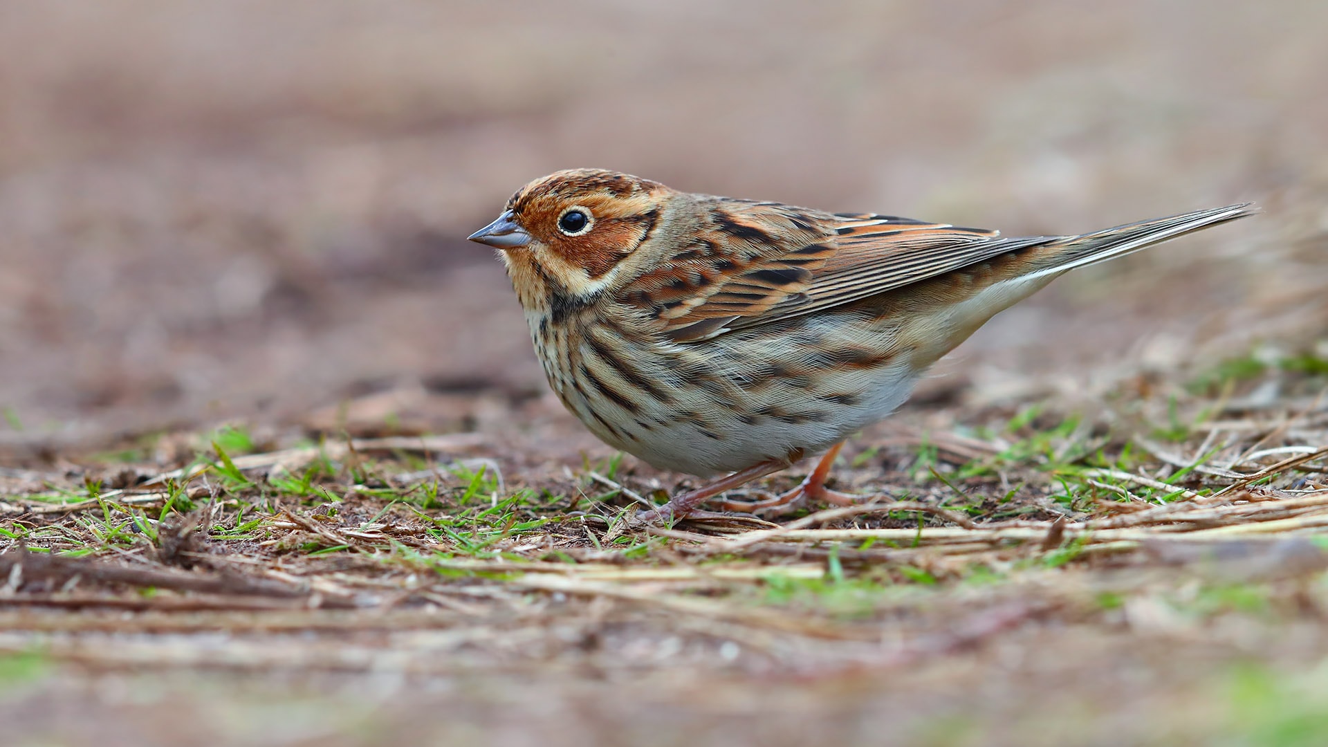 Little Bunting by Kit Day - BirdGuides