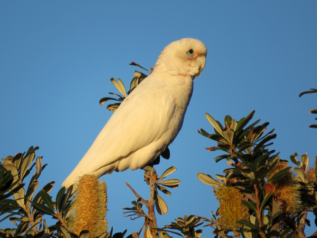 Details : Little Corella - BirdGuides