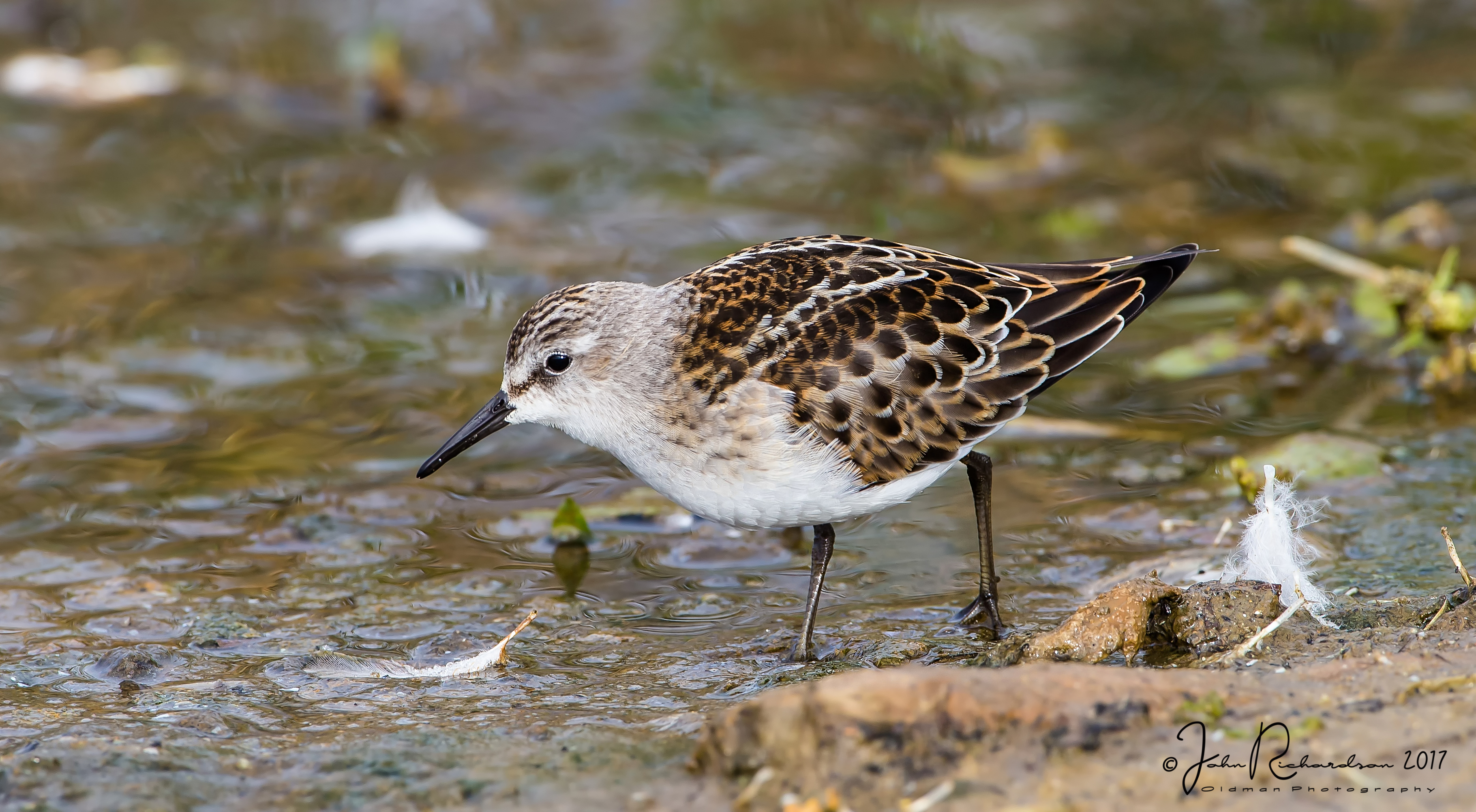 Little Stint by John Richardson - BirdGuides