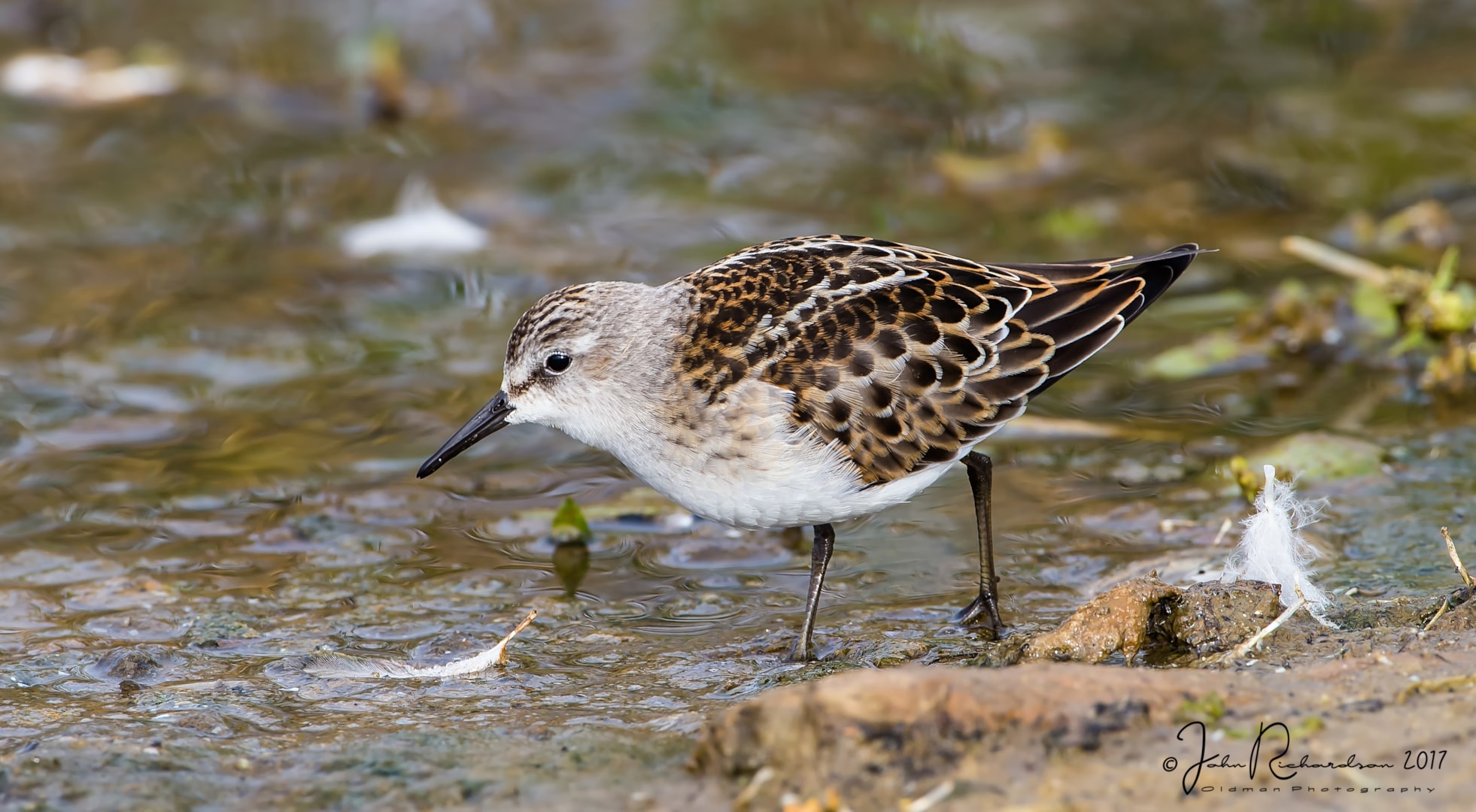 Little Stint by John Richardson - BirdGuides