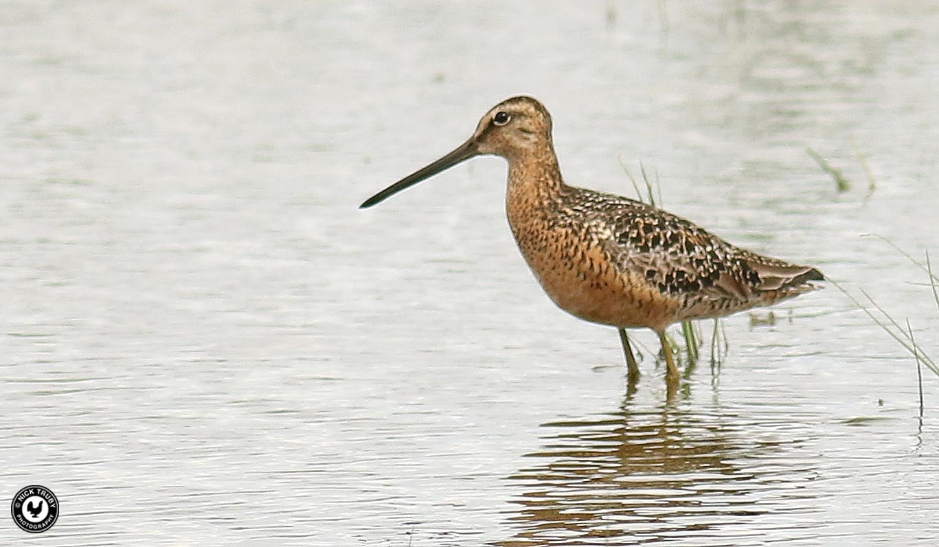 Long-billed Dowitcher by Nick Truby - BirdGuides