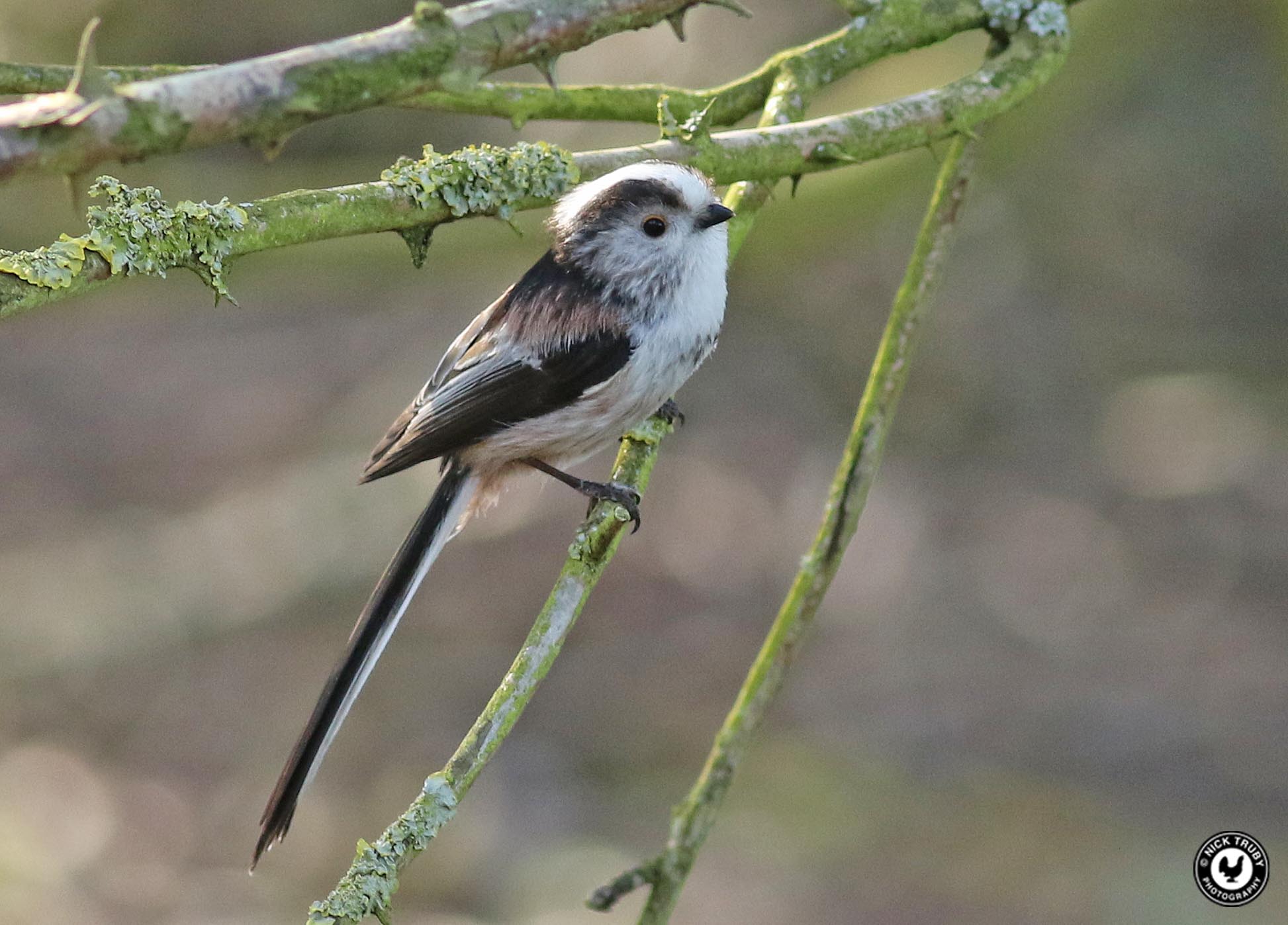 Long-tailed Tit by Nick Truby - BirdGuides