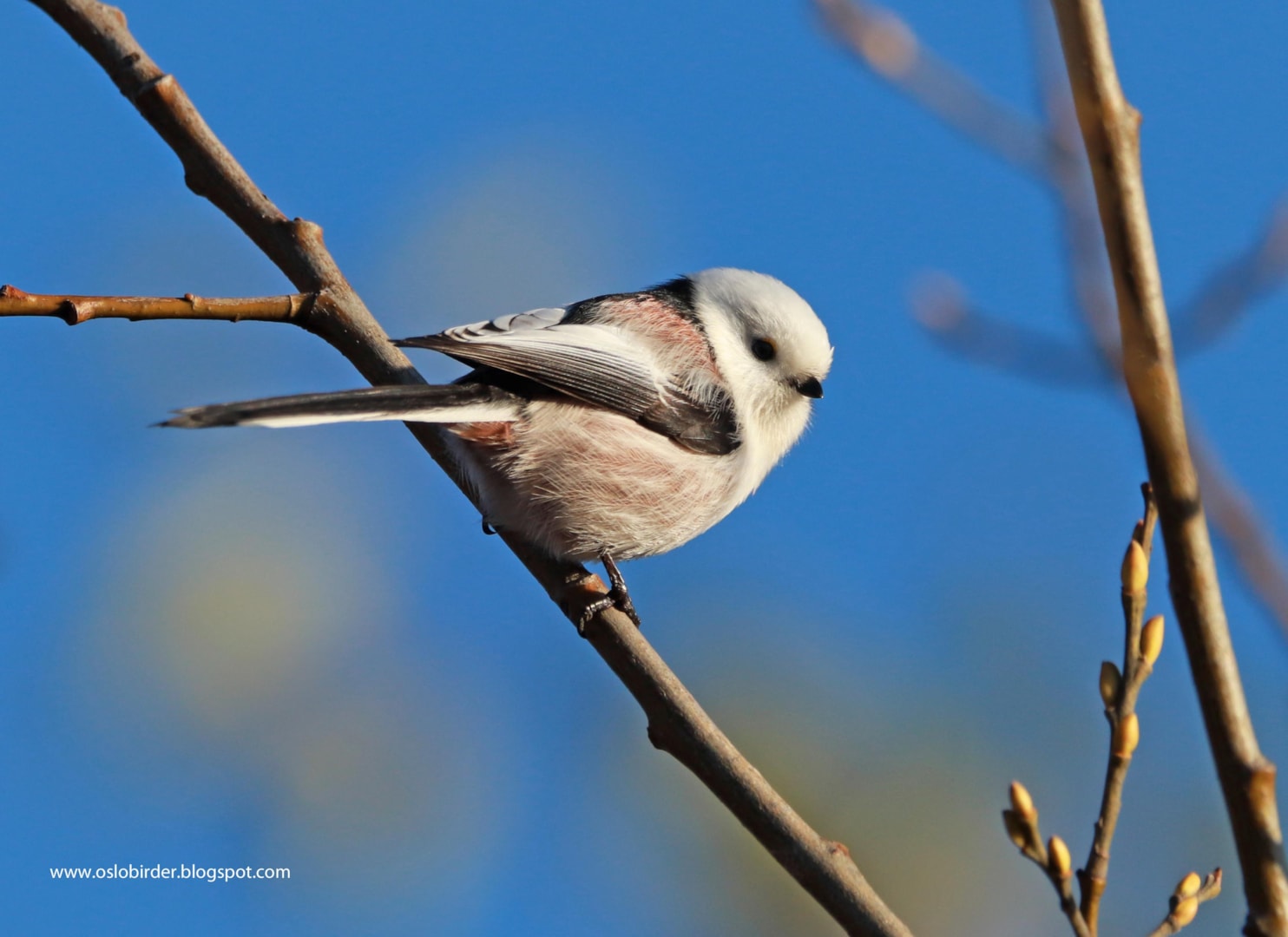 Northern Long-tailed Tit by Simon Rix - BirdGuides