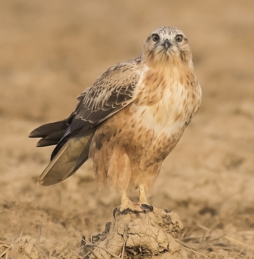 Details : Long-legged Buzzard - BirdGuides