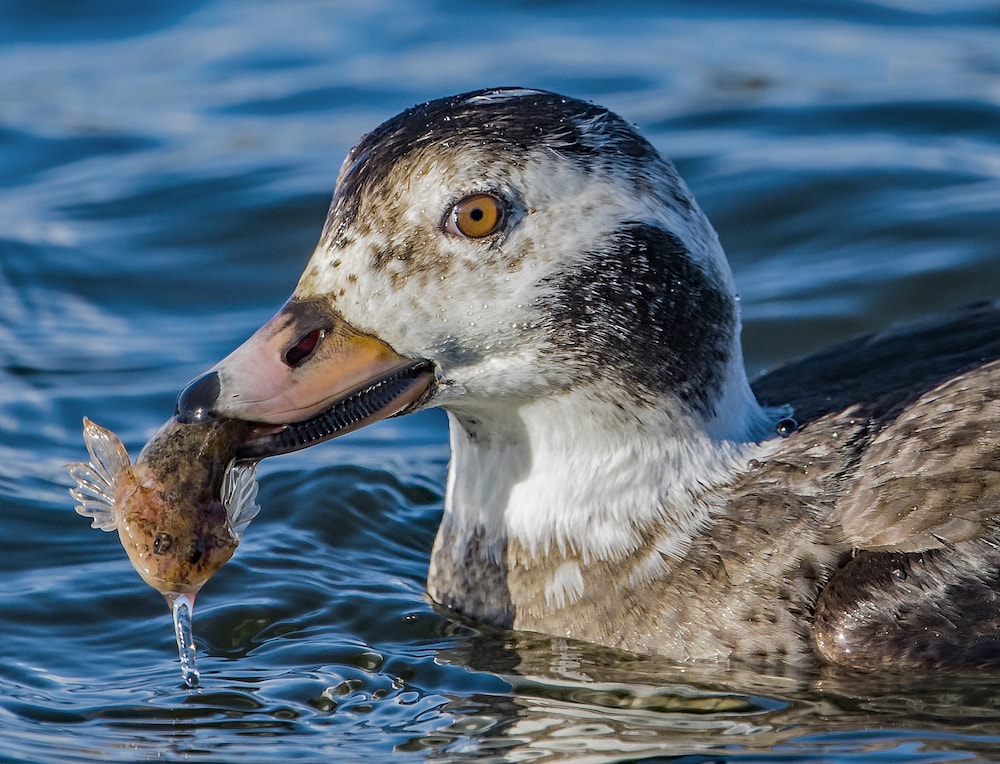 Long-tailed Duck by Martyn Jones - BirdGuides