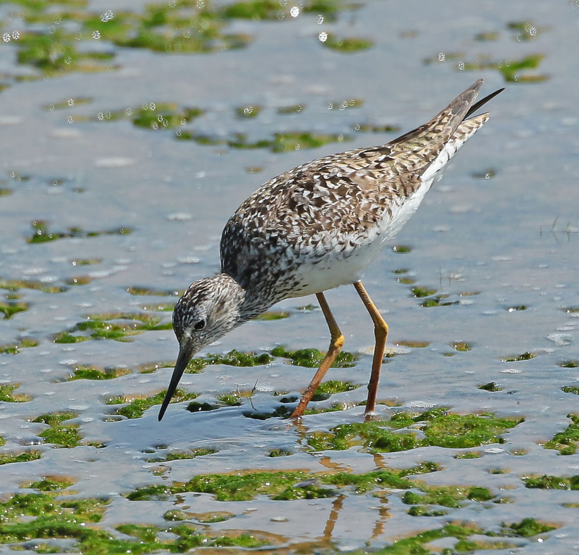 Lesser Yellowlegs by Les Bunyan - BirdGuides