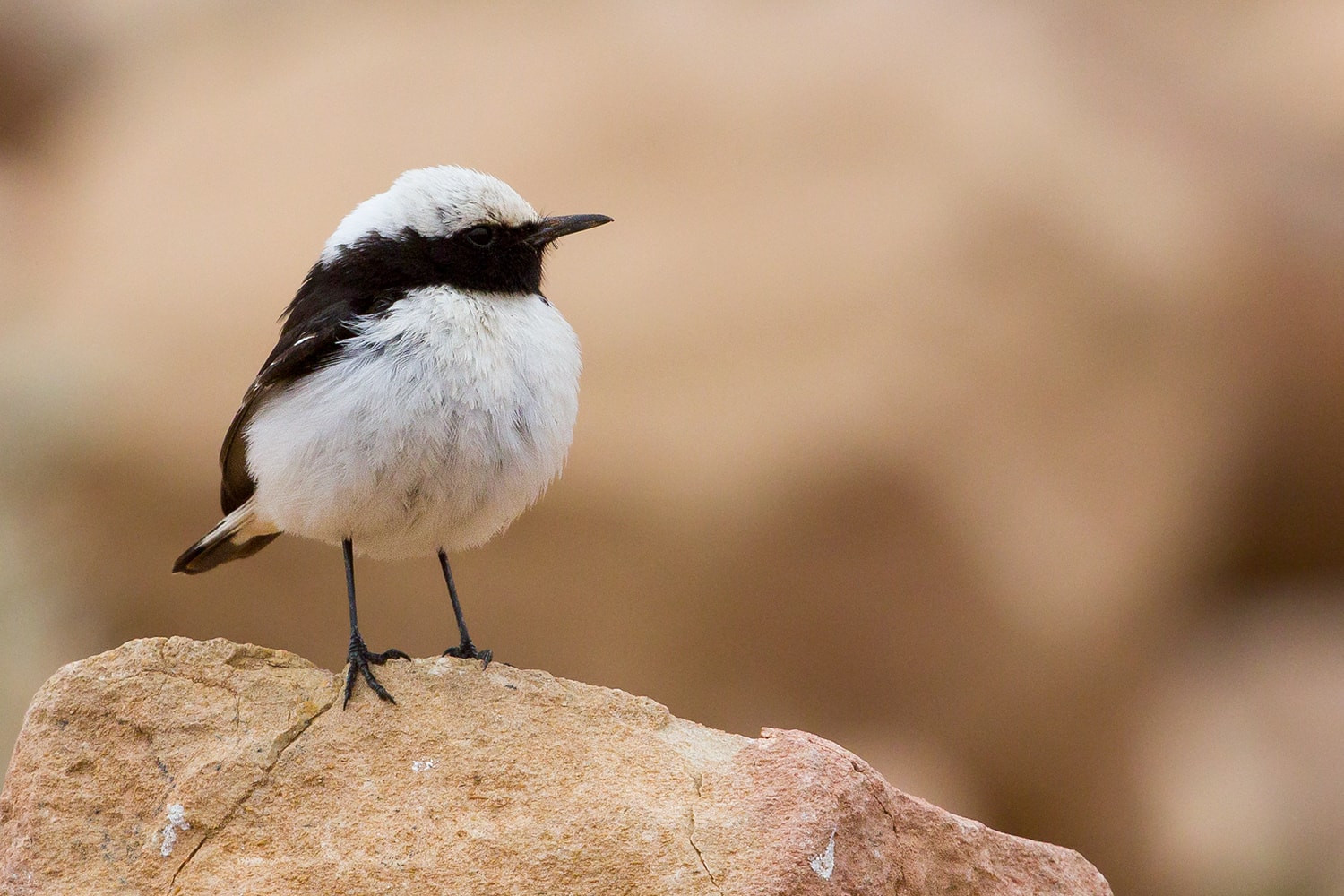 Mourning Wheatear by Gary Woodburn - BirdGuides