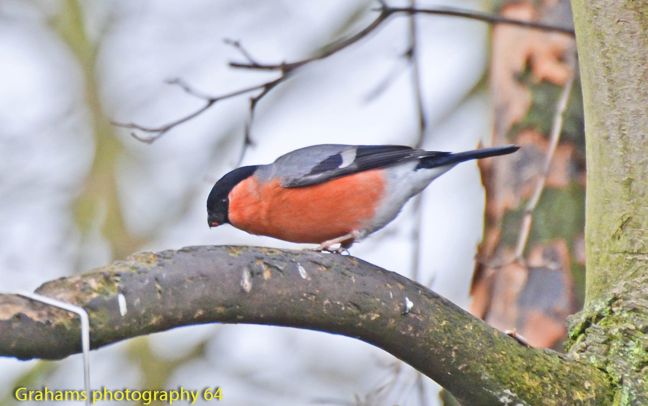 Details : Northern Bullfinch - BirdGuides