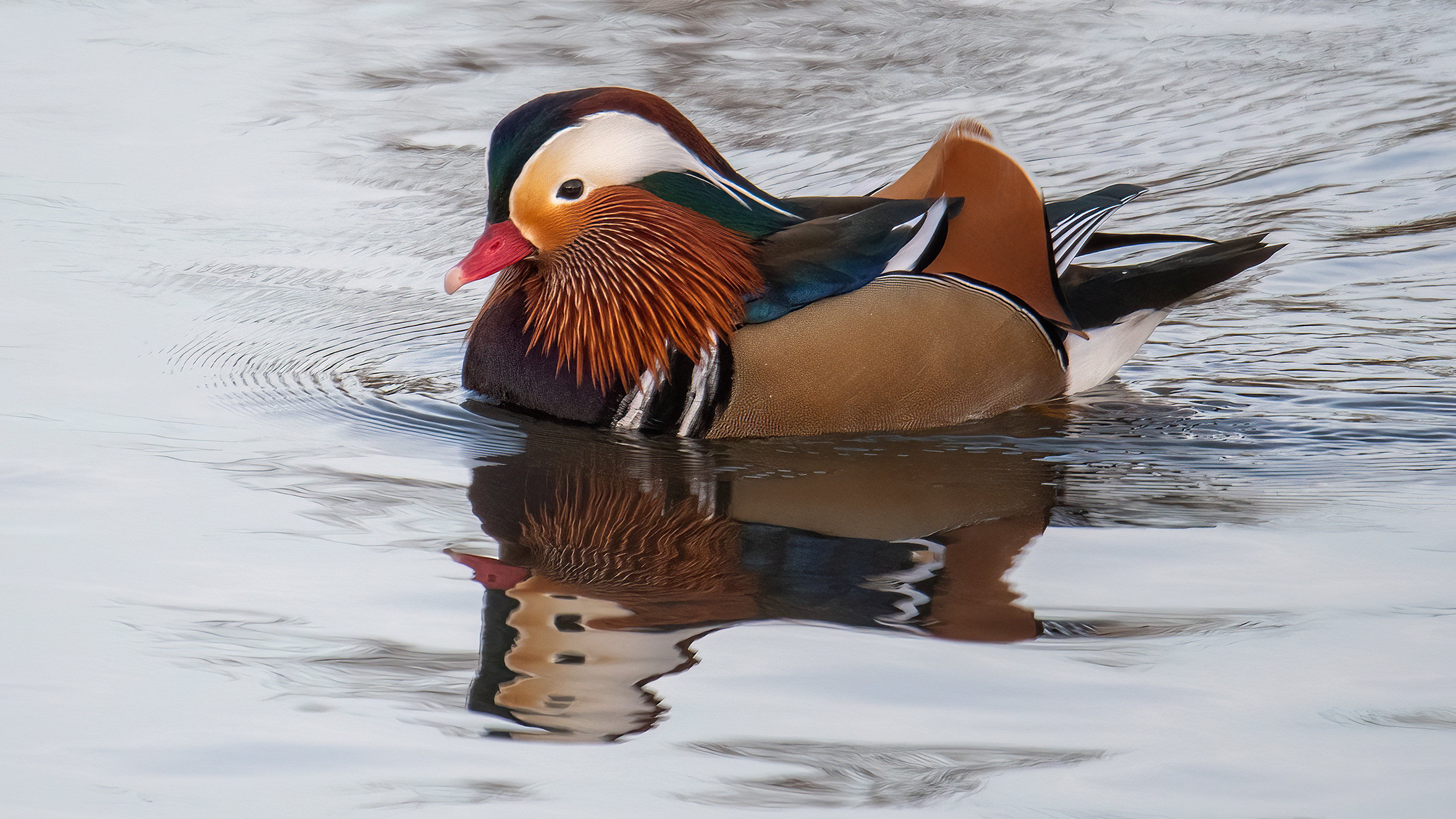 Santon Downham Birdwatching Site - BirdGuides