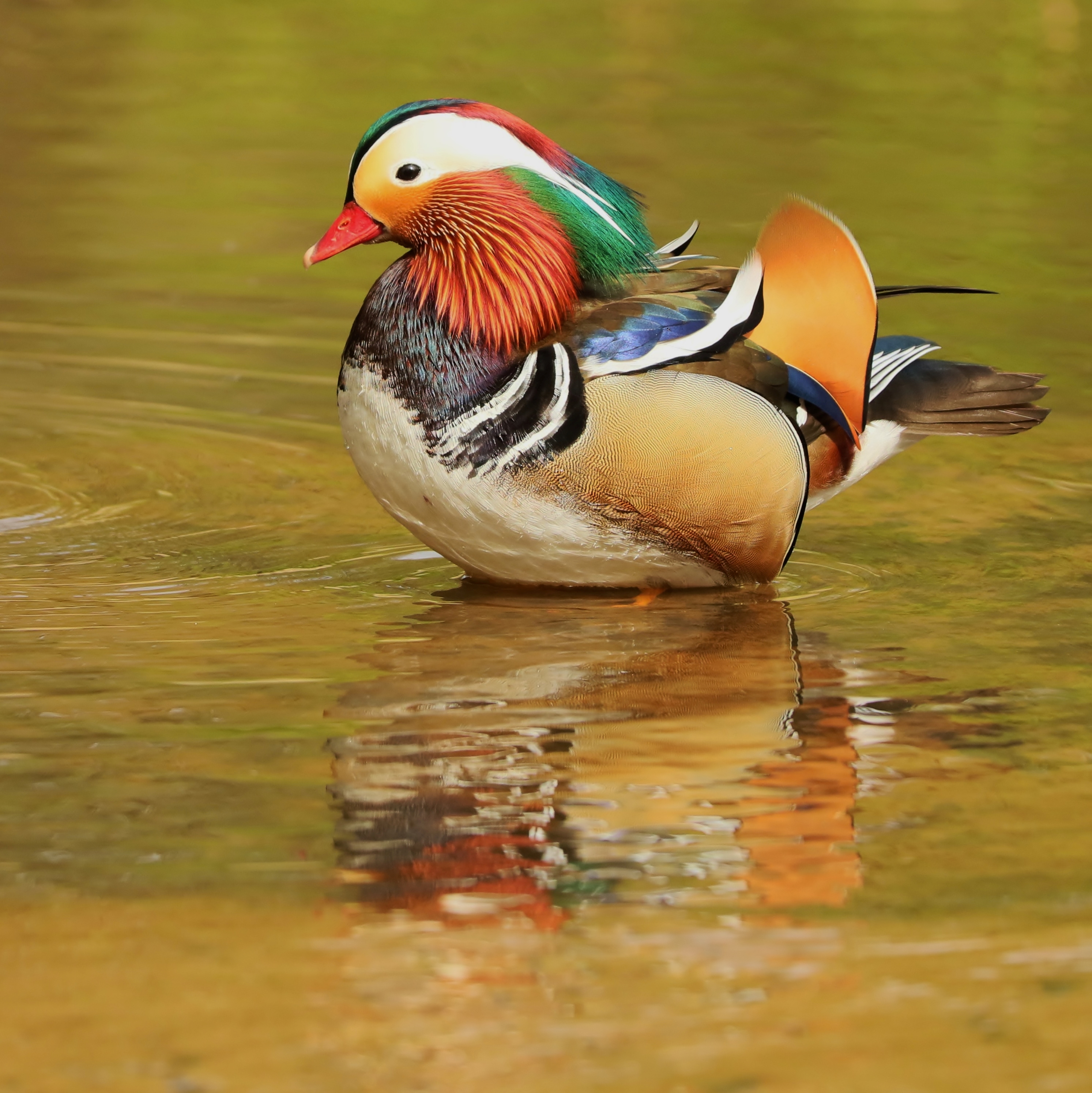 Mandarin Duck by Clive Daelman - BirdGuides