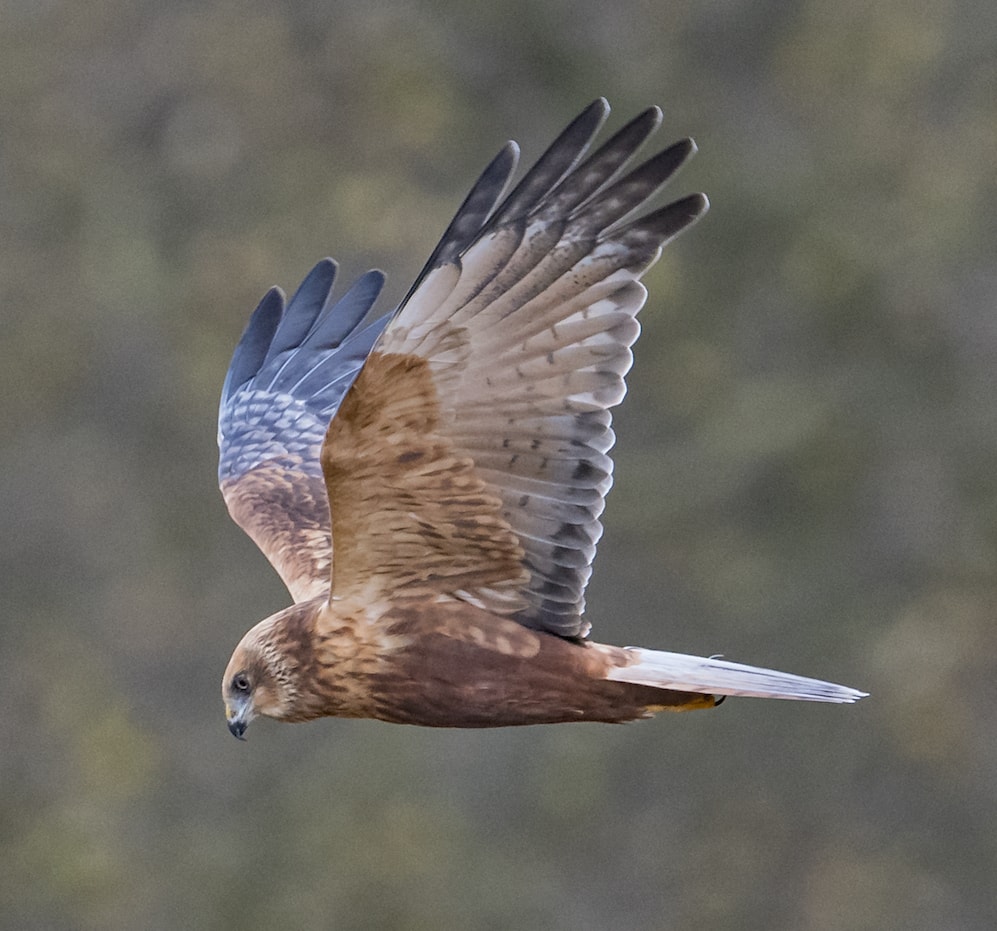 Western Marsh Harrier by Martyn Jones - BirdGuides