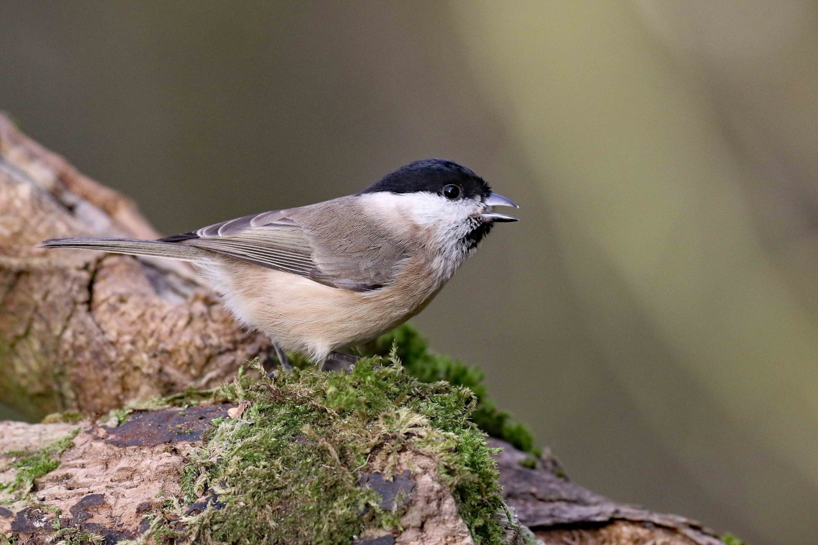 Marsh Tit by Christopher Bell - BirdGuides