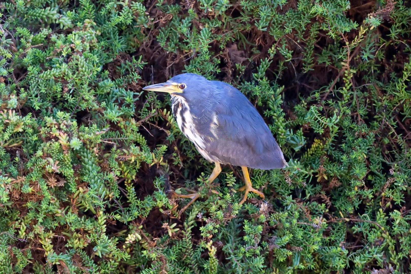 Dwarf Bittern by Daniel Mauras - BirdGuides