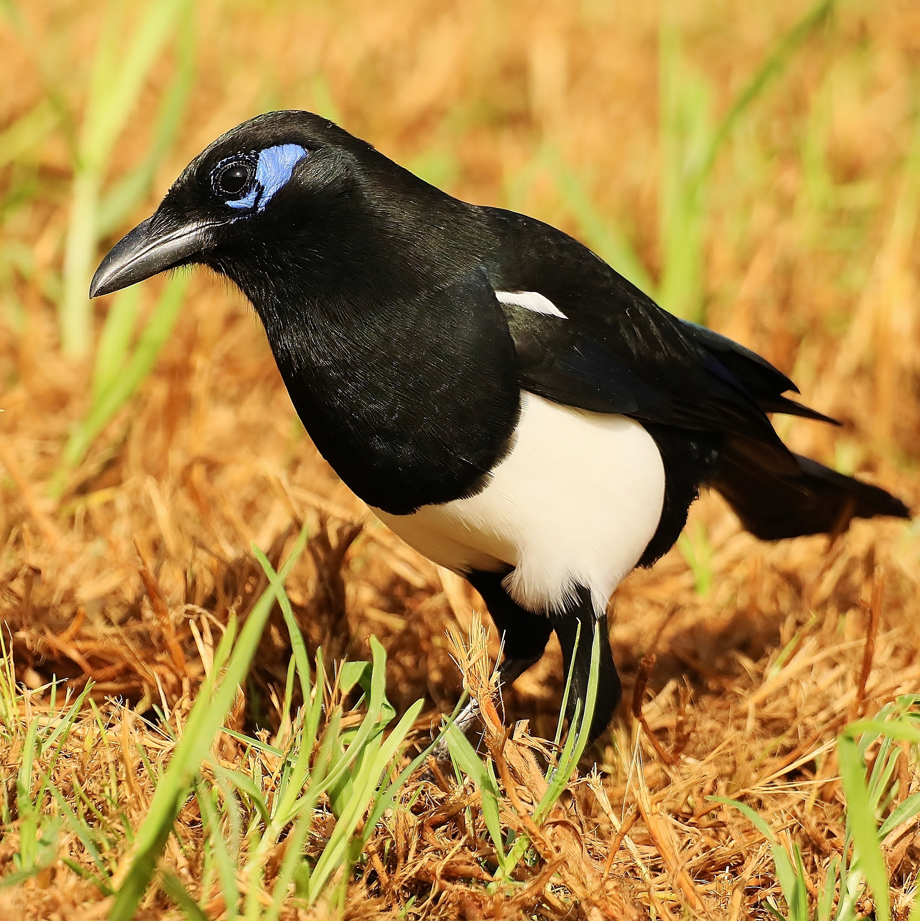 Maghreb Magpie by Clive Daelman - BirdGuides