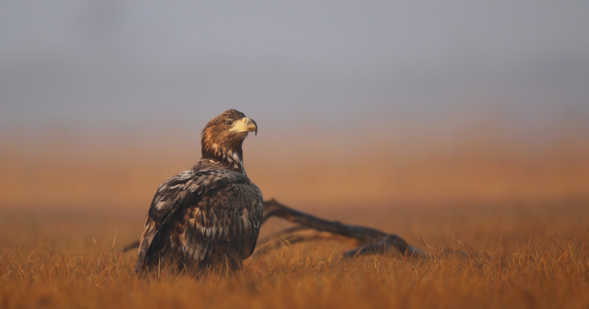 More White-tailed Eagles released on Isle of Wight - BirdGuides