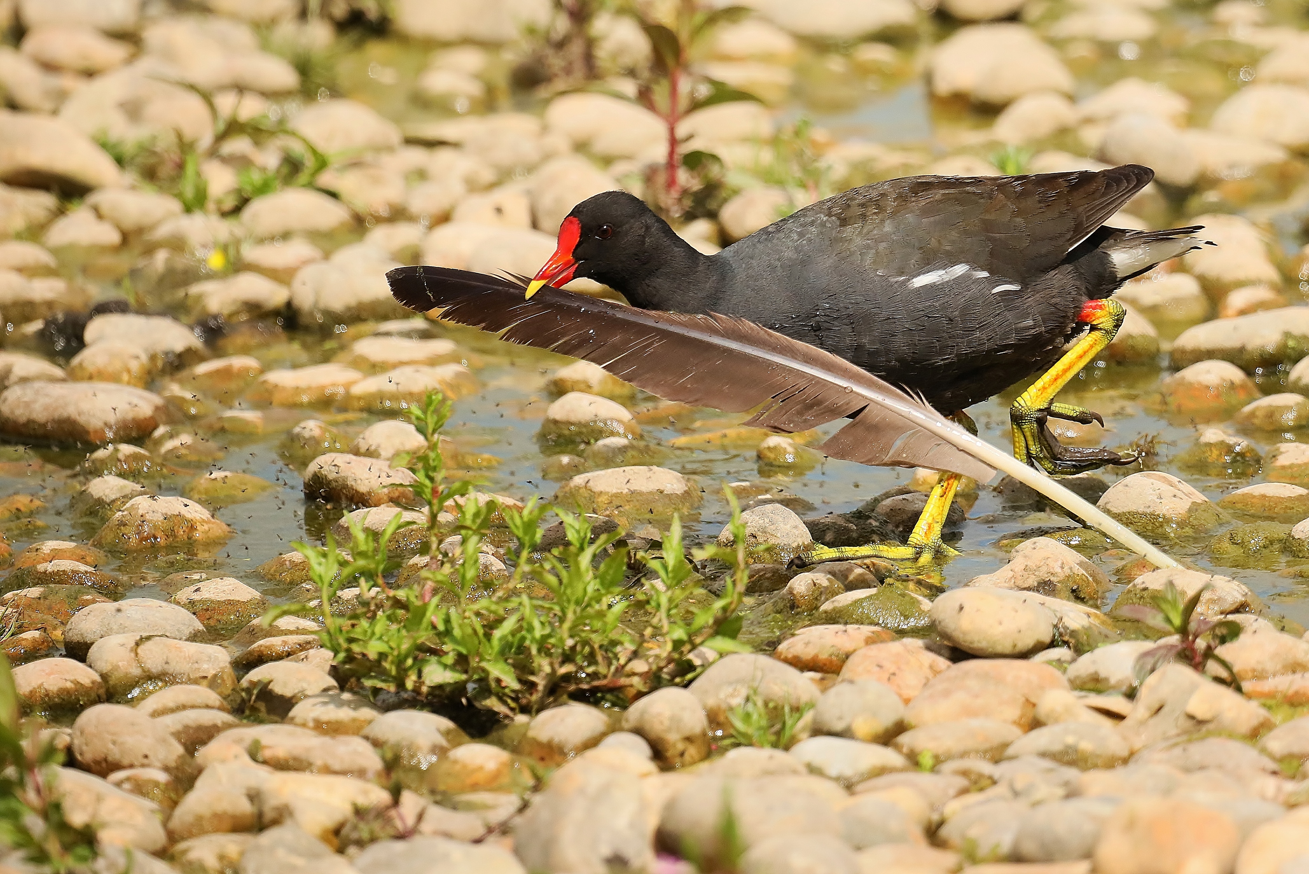 Common Moorhen by Clive Daelman - BirdGuides