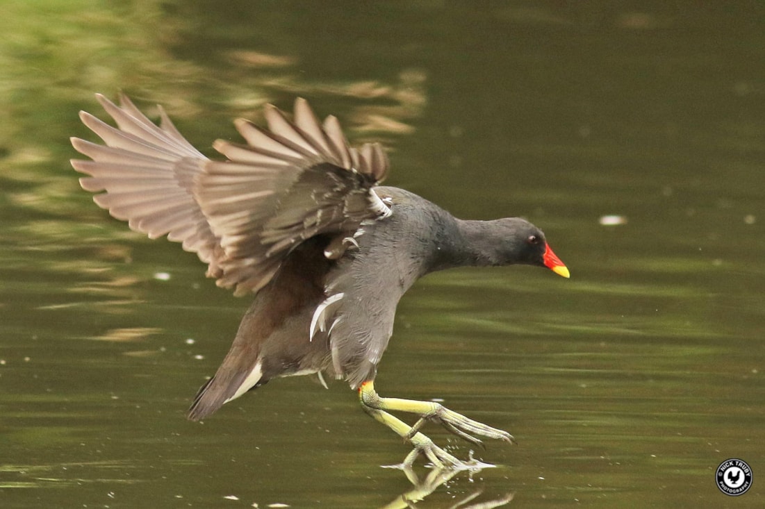 Common Moorhen by Nick Truby - BirdGuides