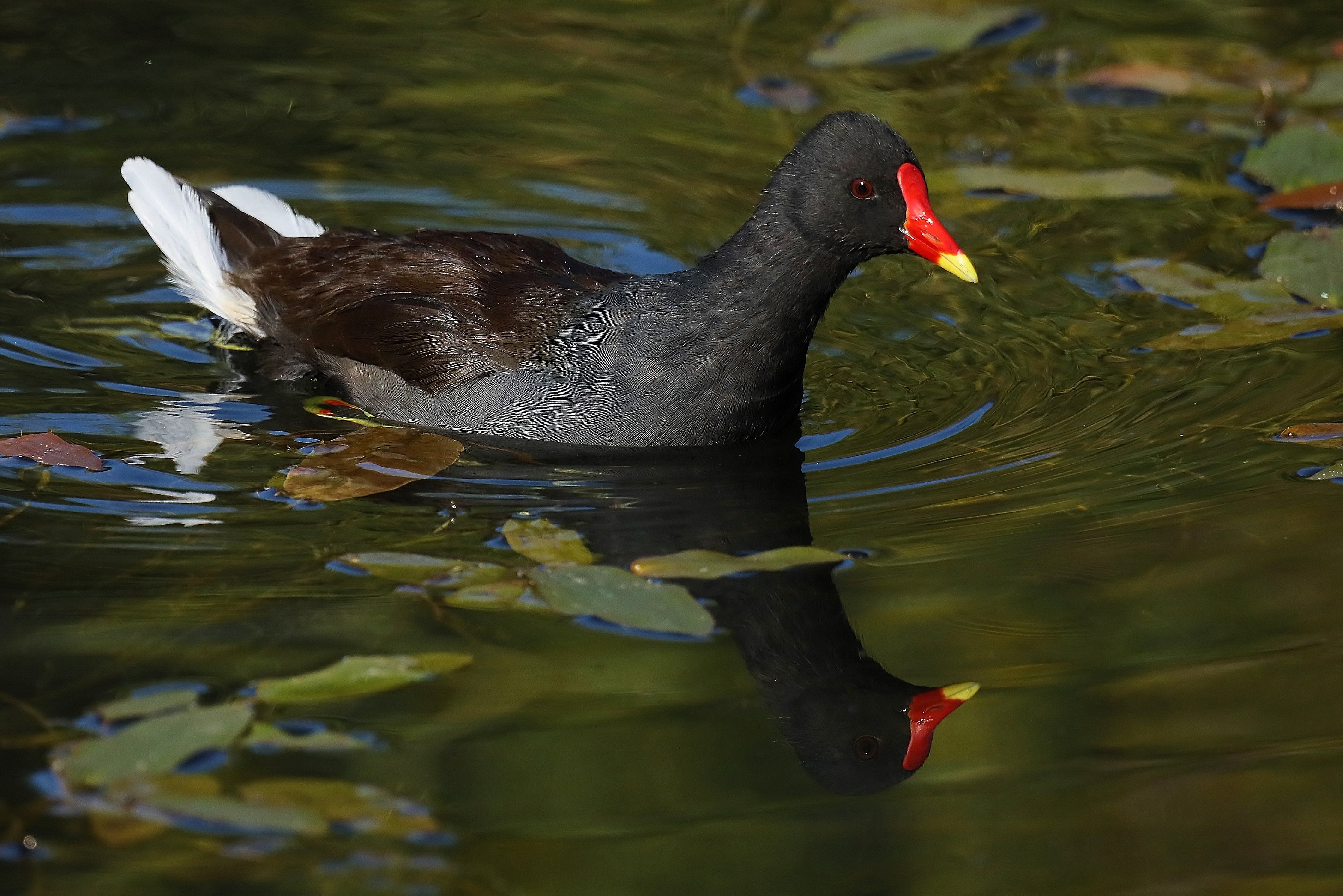 Common Moorhen by Clive Daelman - BirdGuides