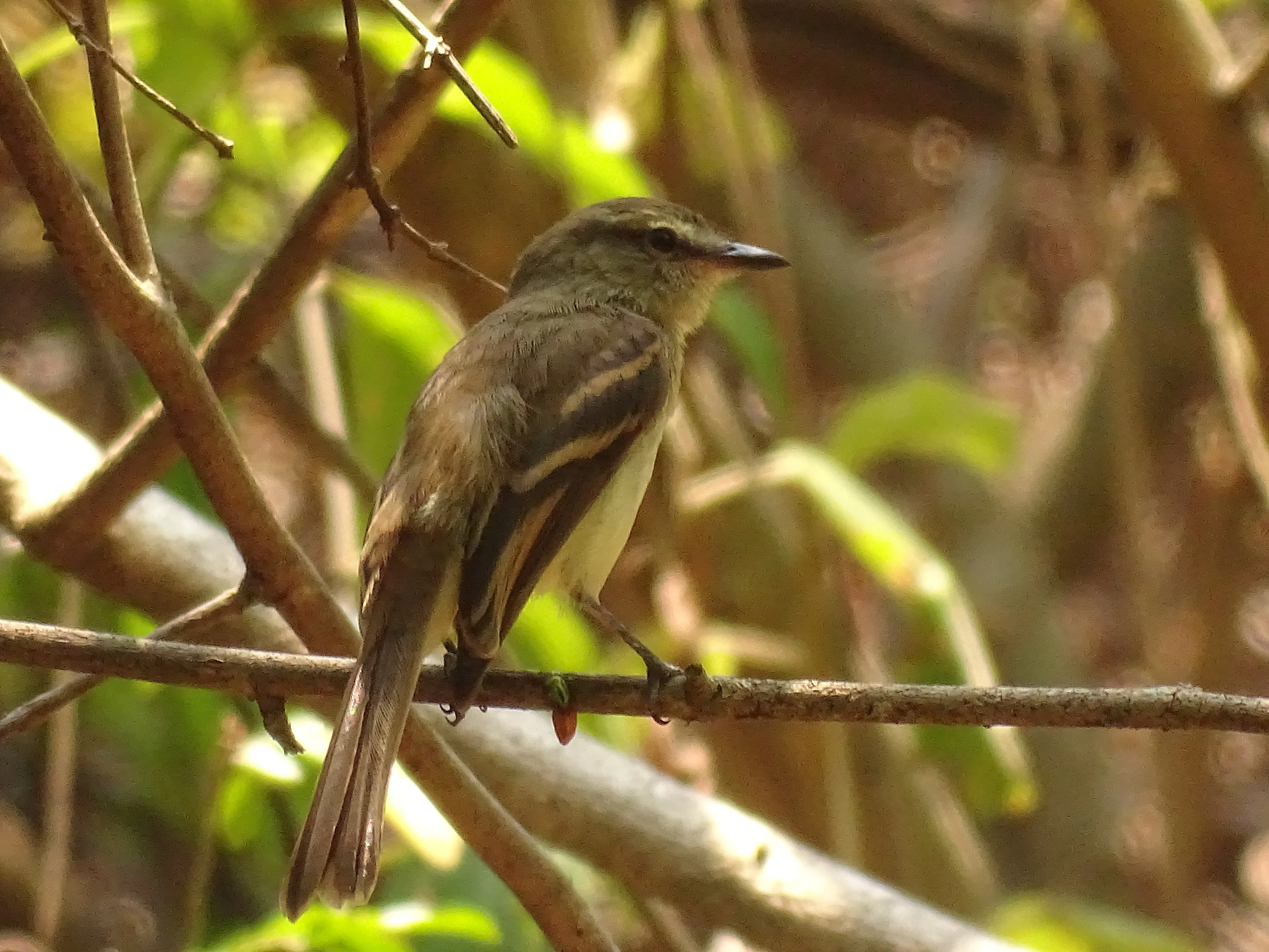 Details : Southern Mouse-coloured Tyrannulet - BirdGuides