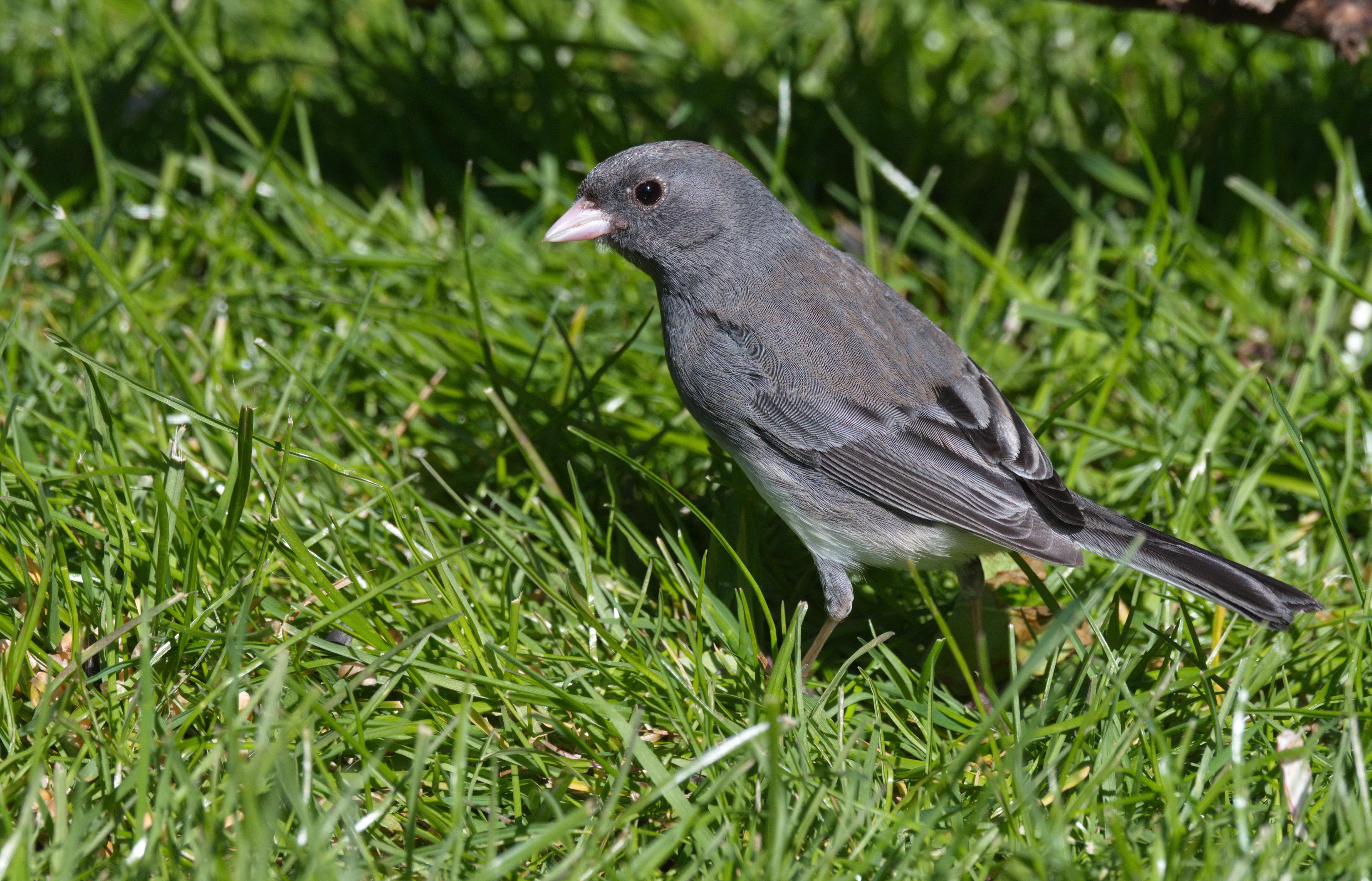 Dark-eyed Junco by Carolyn Farry - BirdGuides