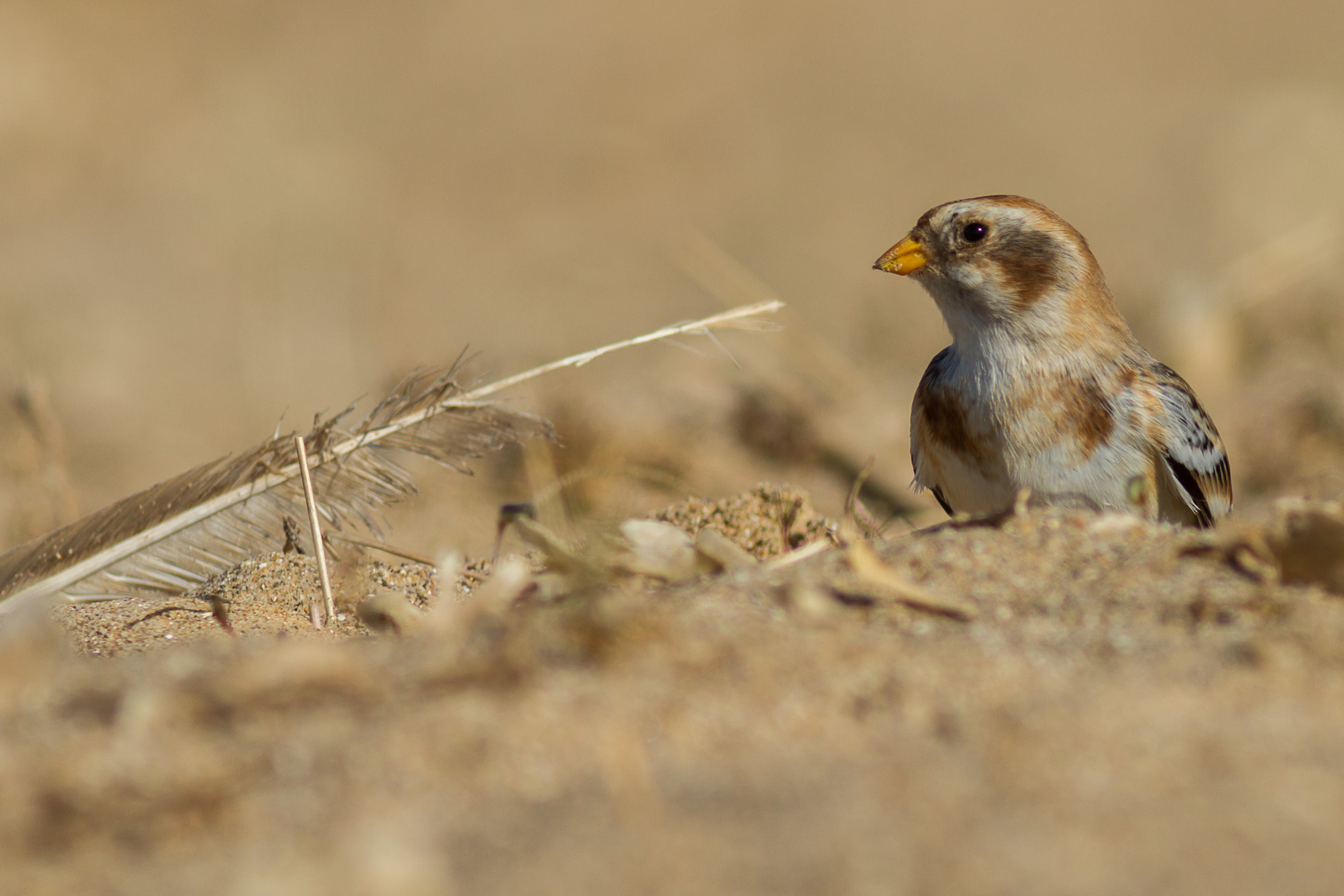Snow Bunting by Neil Senior - BirdGuides