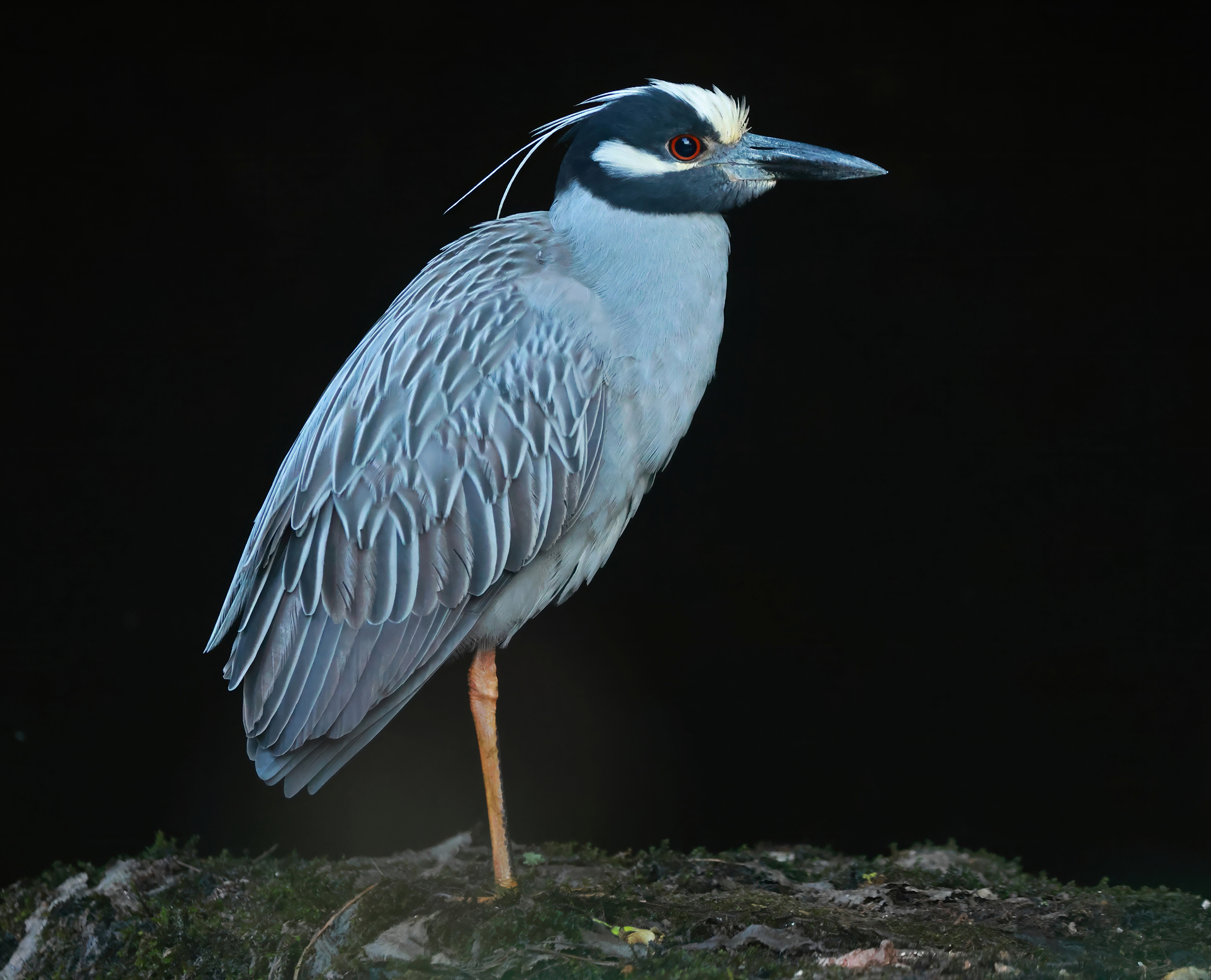 Yellow-crowned Night Heron by Mark Rayment - BirdGuides